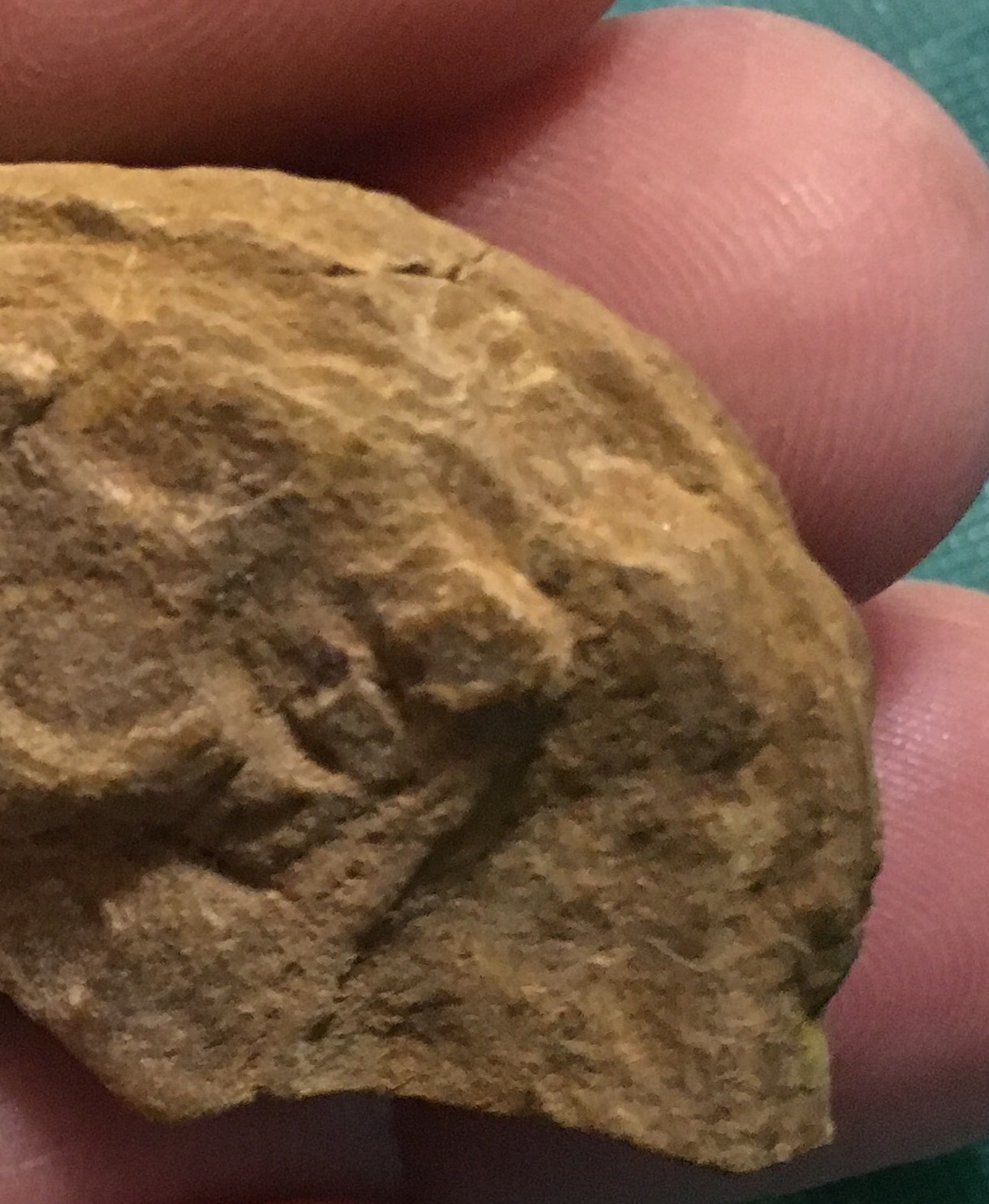 ID fossil found Australia, skull, teeth - Fossil ID - The Fossil Forum