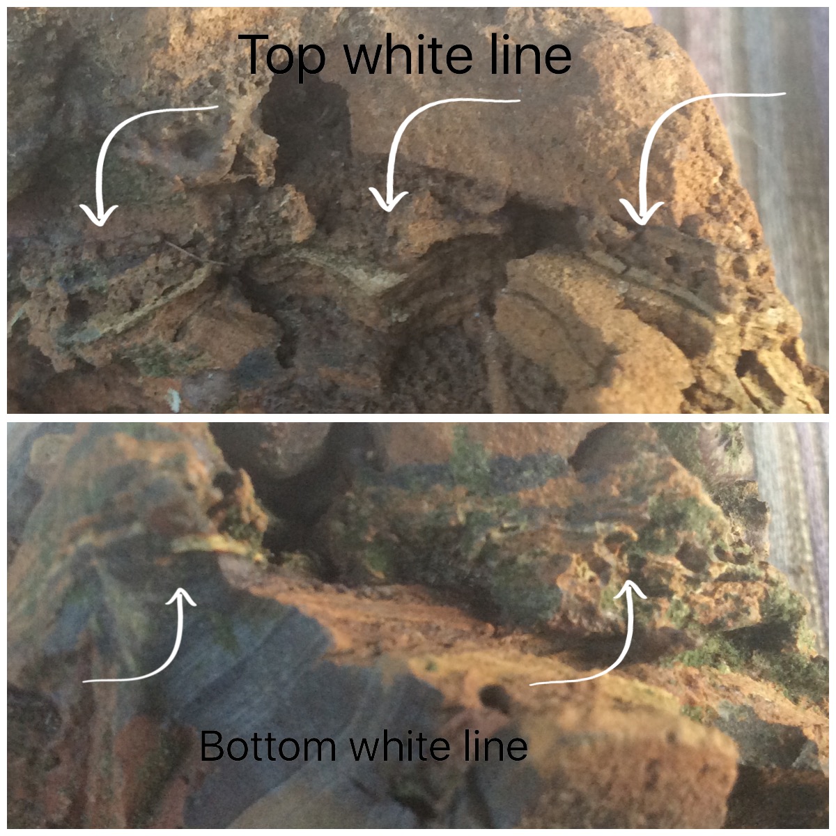 Unusual layered rock - Fossil ID - The Fossil Forum