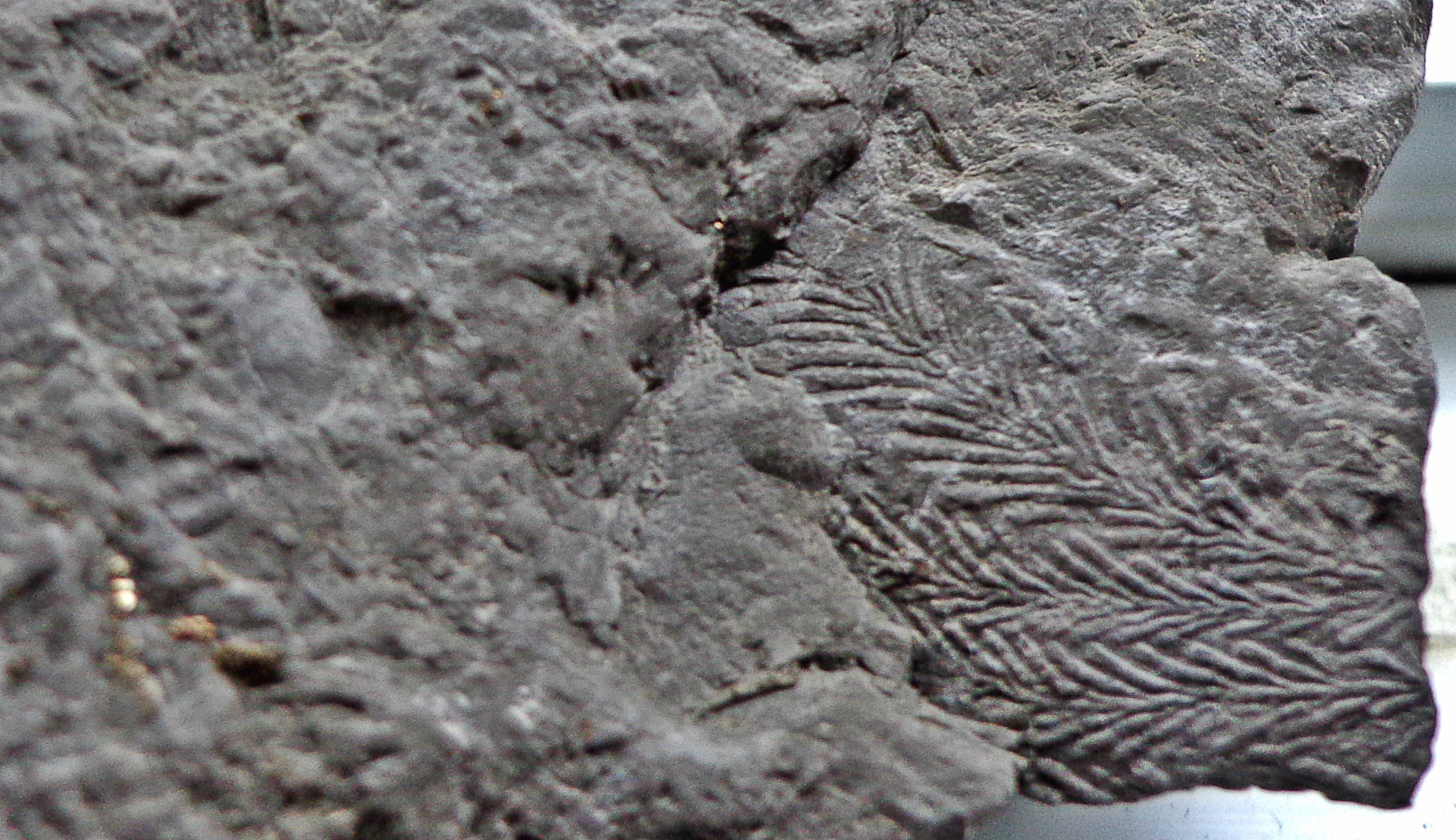 Silica shale mystery to me - Fossil ID - The Fossil Forum