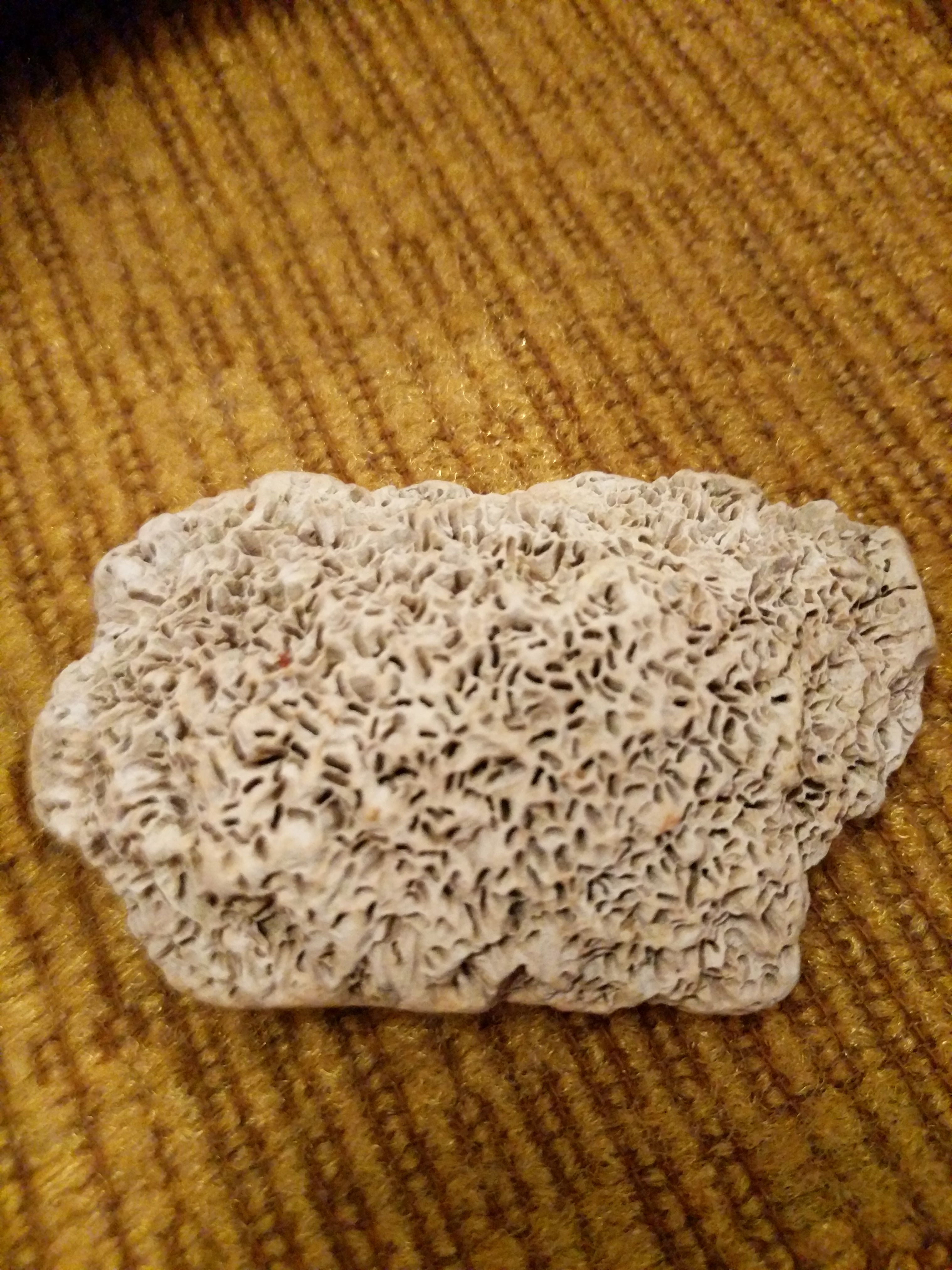 Few finds from Hunstanton beach - Fossil ID - The Fossil Forum