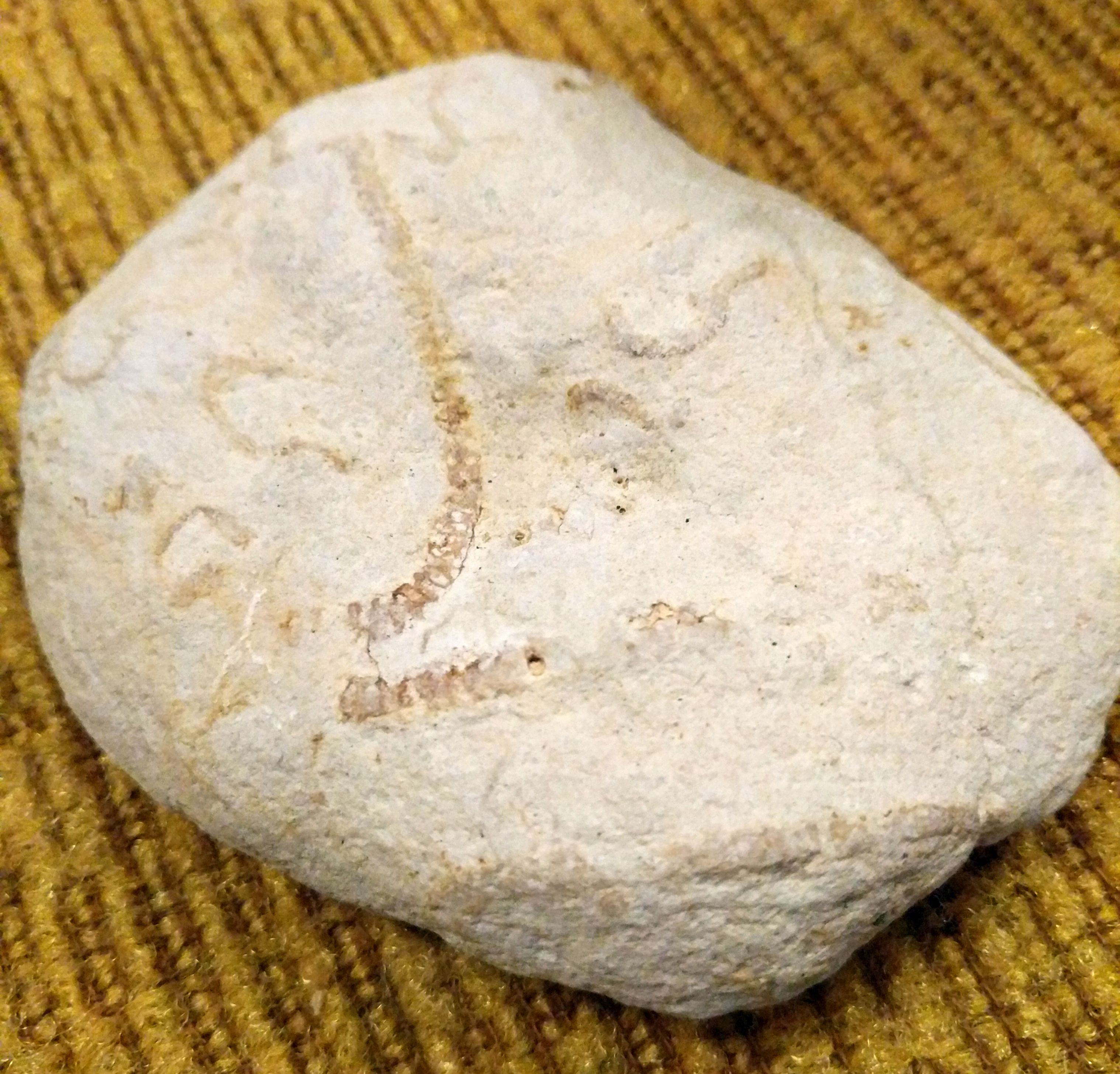 Few finds from Hunstanton beach - Fossil ID - The Fossil Forum