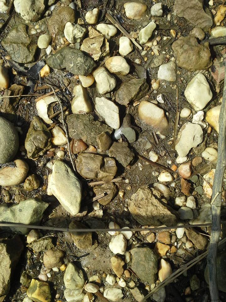 Calvert Cliff finds for the past few months - Fossil Hunting Trips ...