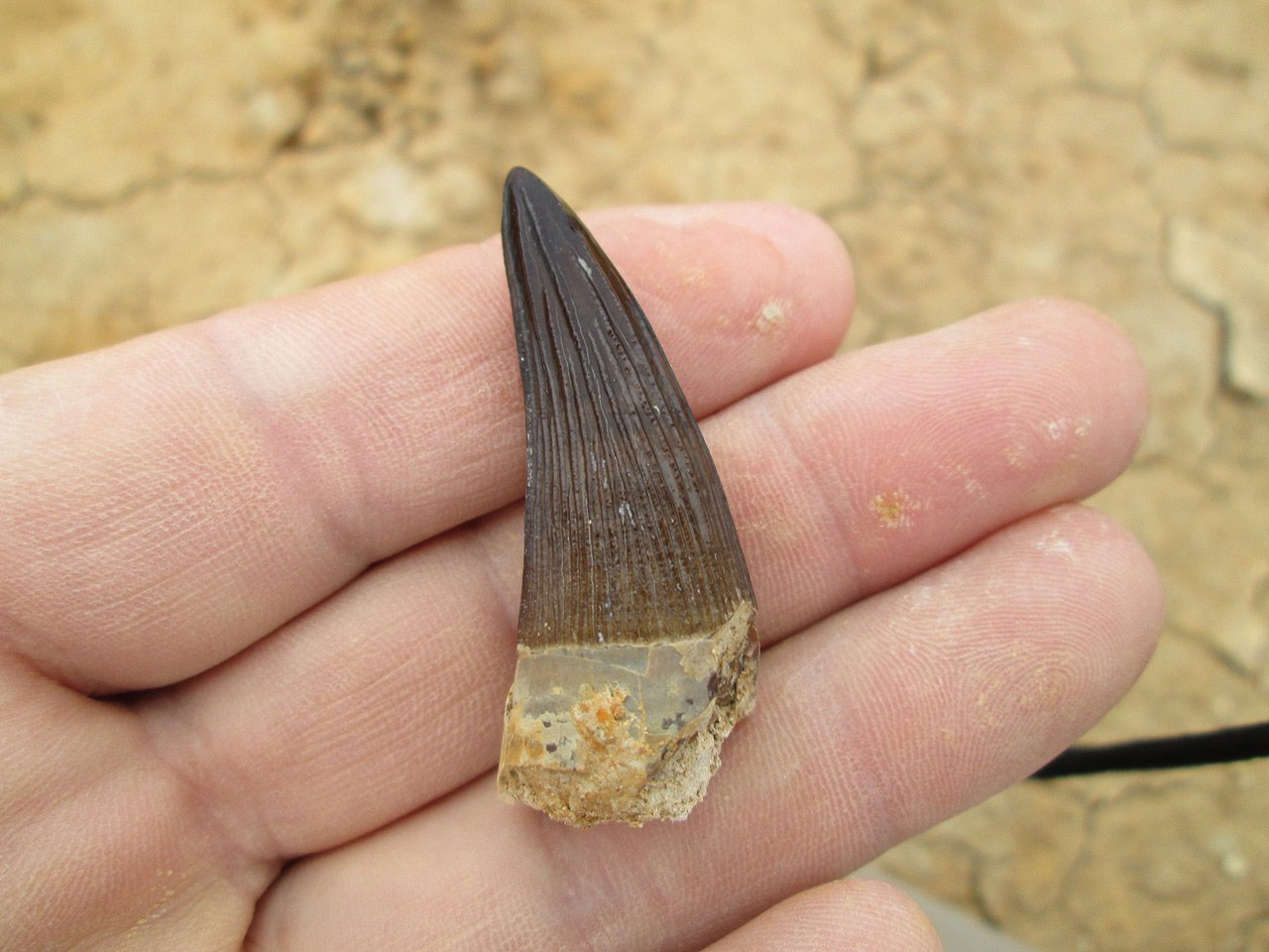 Texas pliosaur tooth - General Fossil Discussion - The Fossil Forum