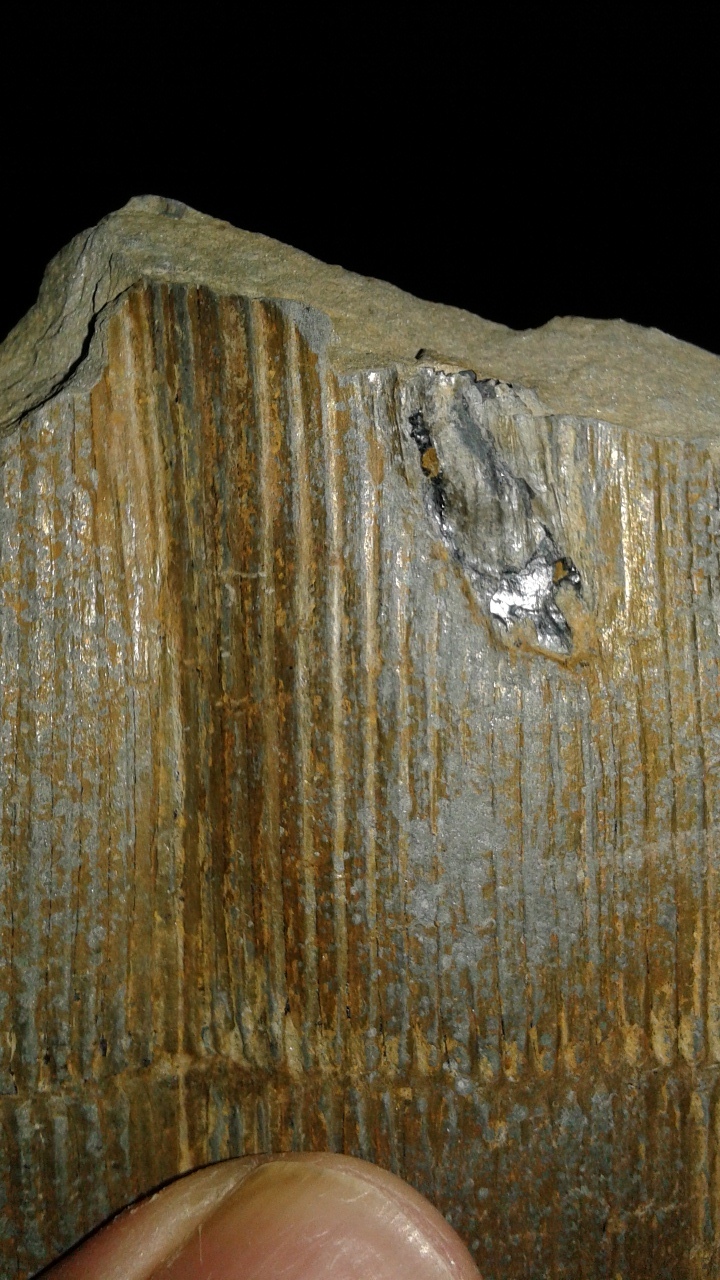 Carboniferous Calamite - Fossil Hunting Trips - The Fossil Forum