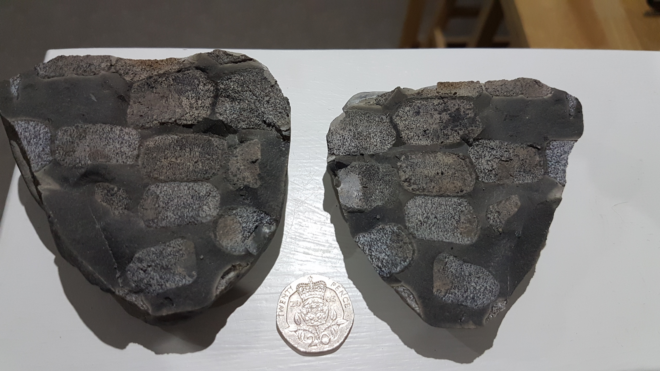 Ichthyosaur paddle bones. - Member Collections - The Fossil Forum