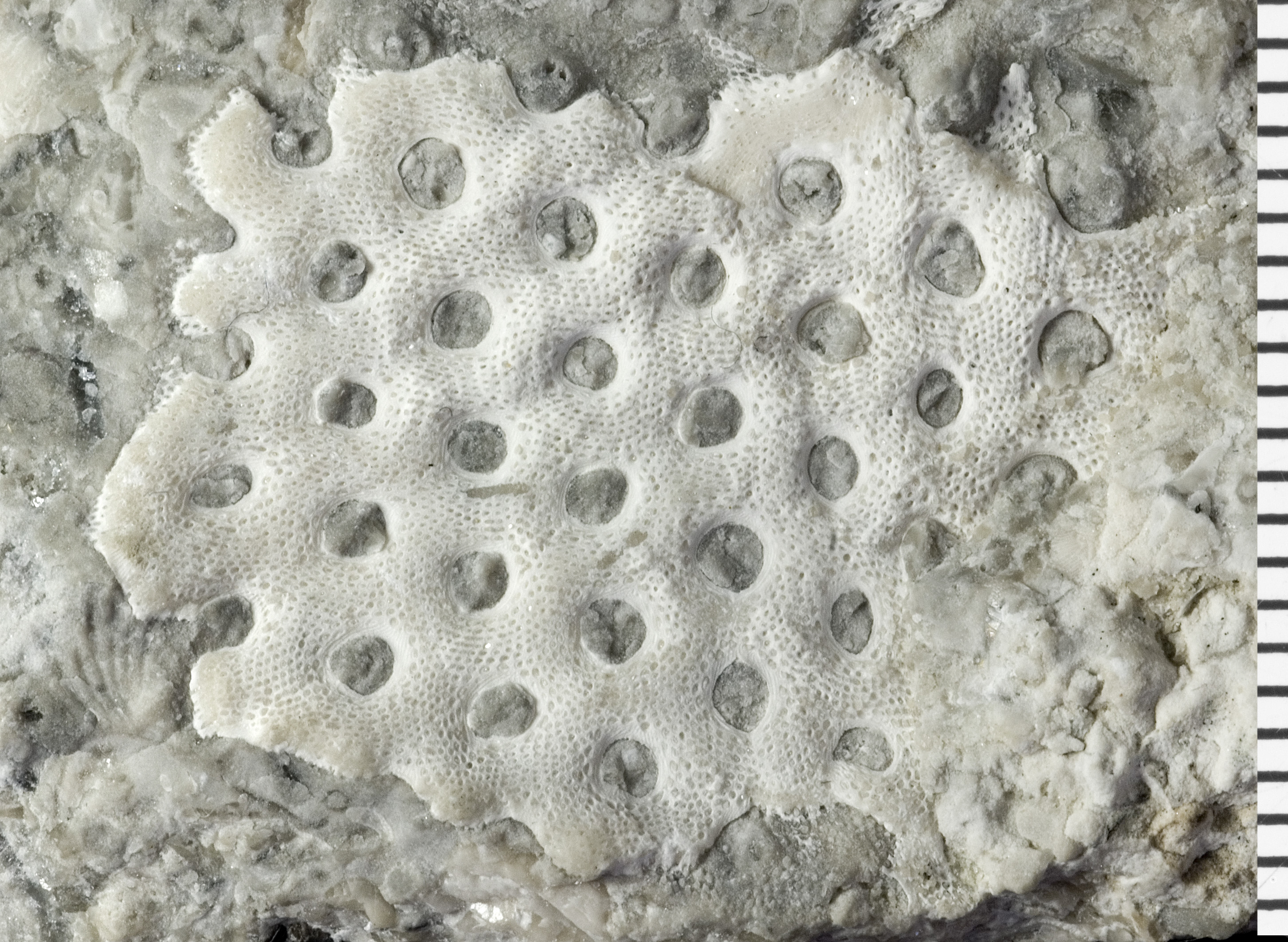 Middle Devonian Bryozoan? - Fossil ID - The Fossil Forum