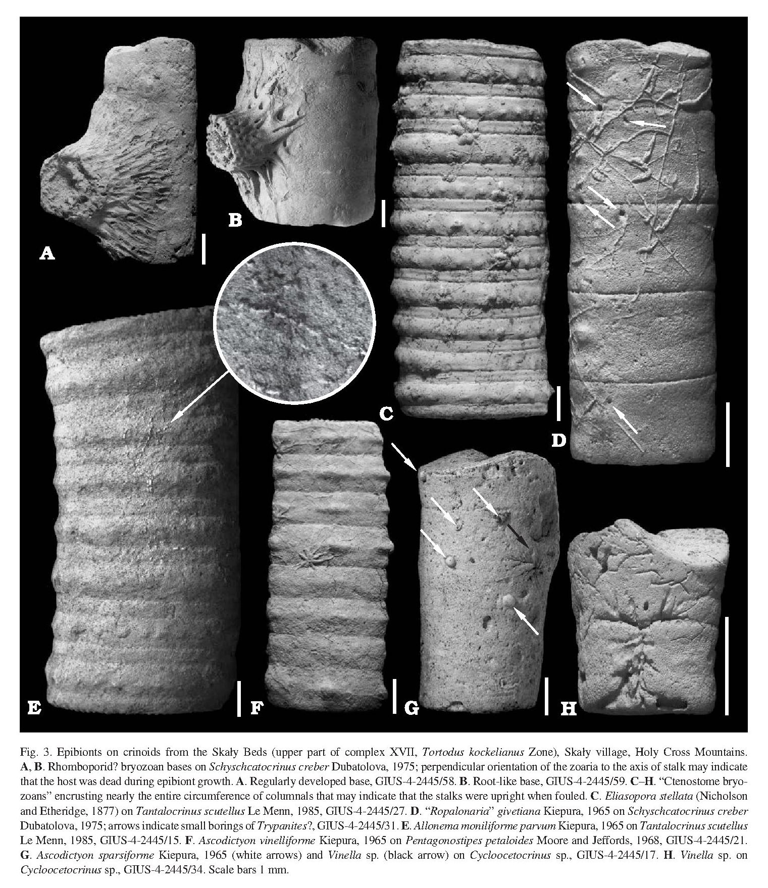 Small star shaped fossil - Fossil ID - The Fossil Forum