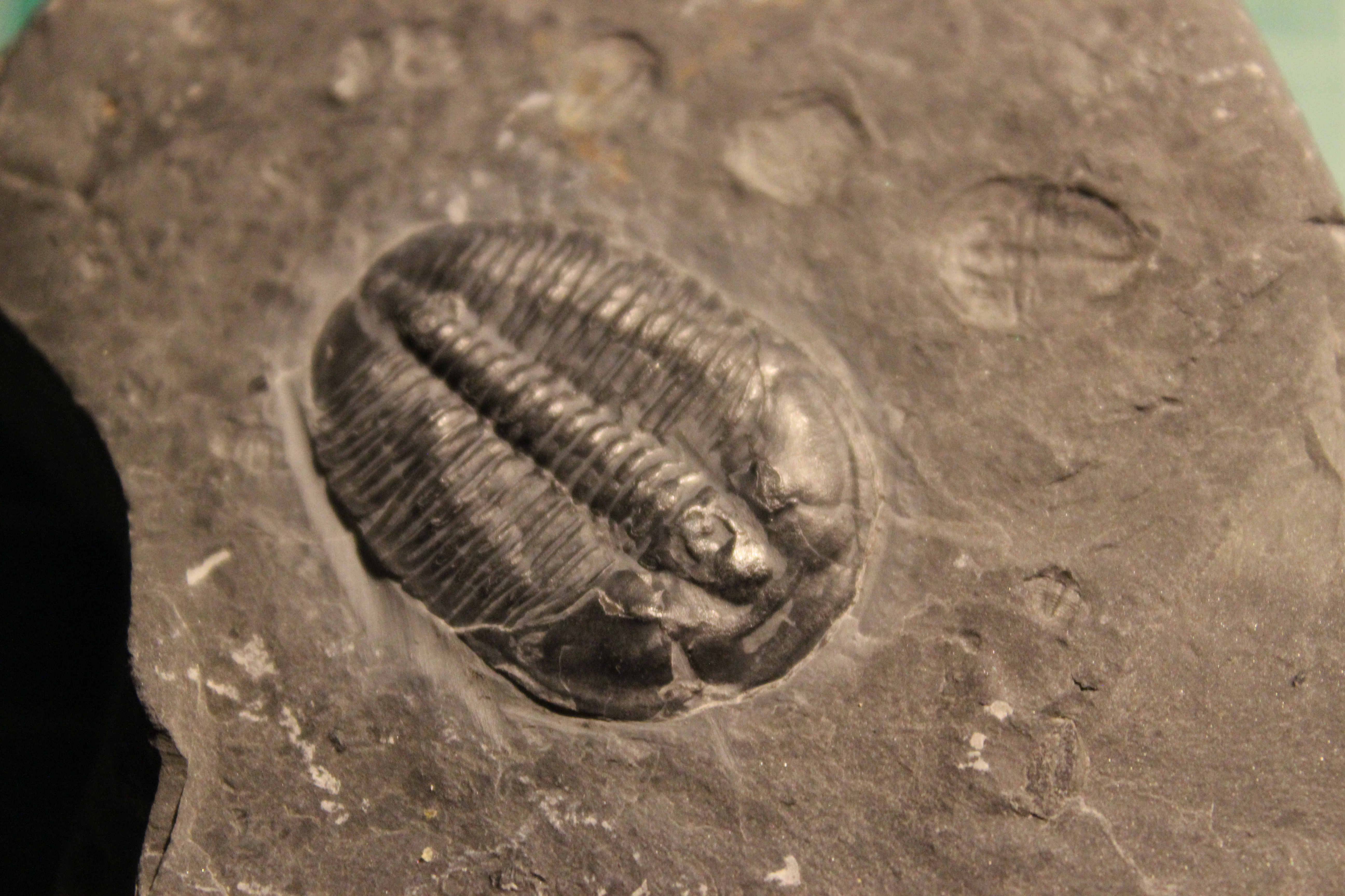 Elrathia kingii - Trilobites - The Fossil Forum