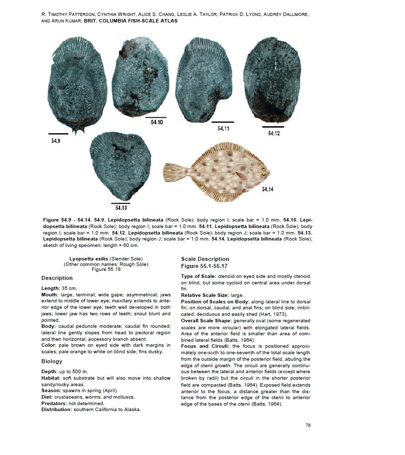 Green river formation ID - Fossil ID - The Fossil Forum