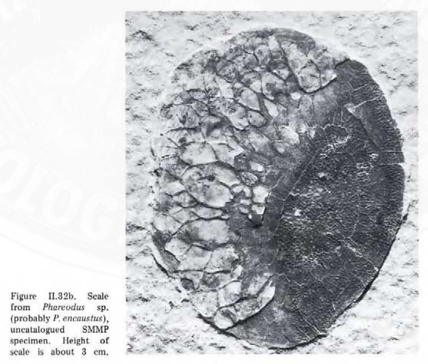 Green river formation ID - Fossil ID - The Fossil Forum