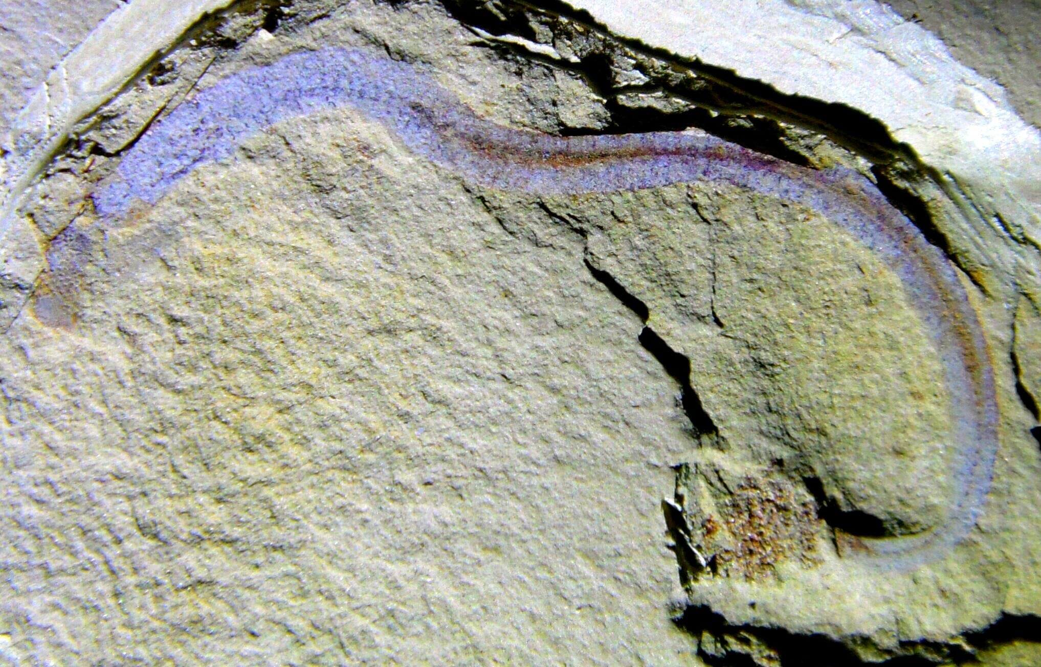 Maotianshania cylindrica - Annelids - The Fossil Forum