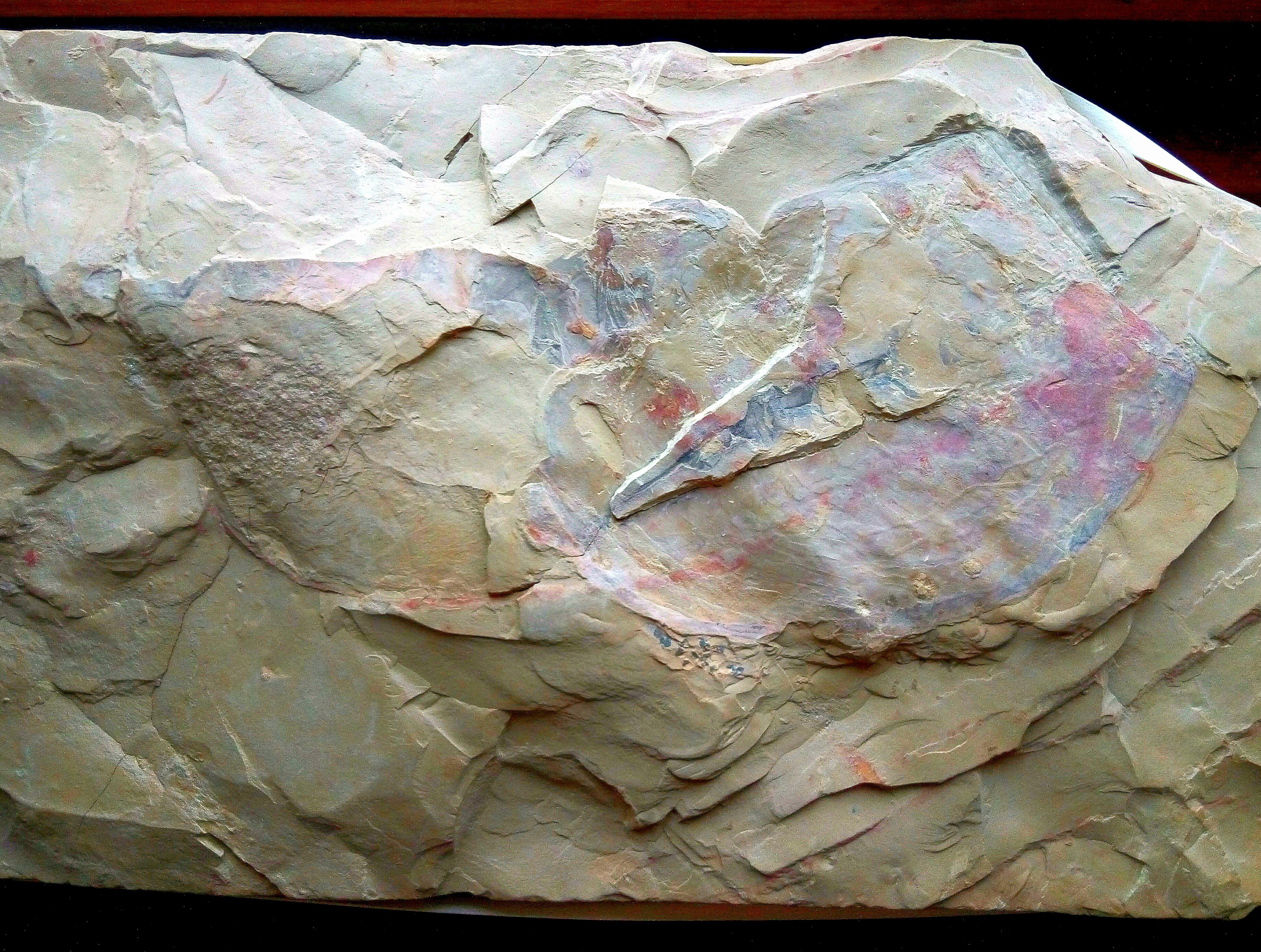 Vetulicola gangtoucunensis - Other Invertebrates - The Fossil Forum