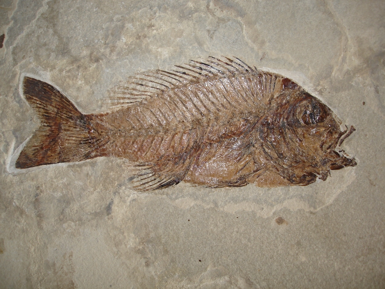 Sparnodus vulgaris Blainville, 1818 - Fishes - The Fossil Forum