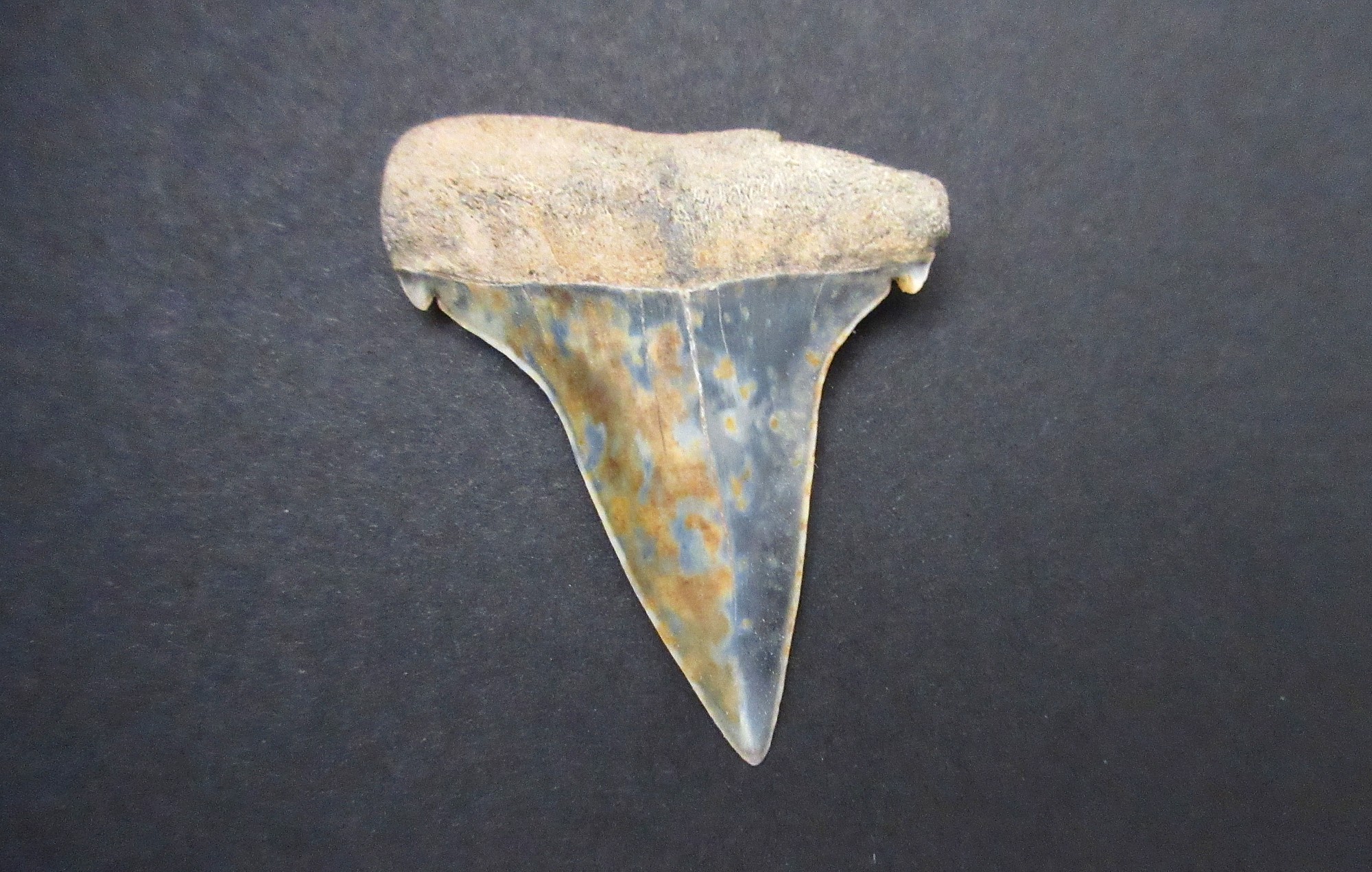 Interesting Tooth From STH - Fossil ID - The Fossil Forum