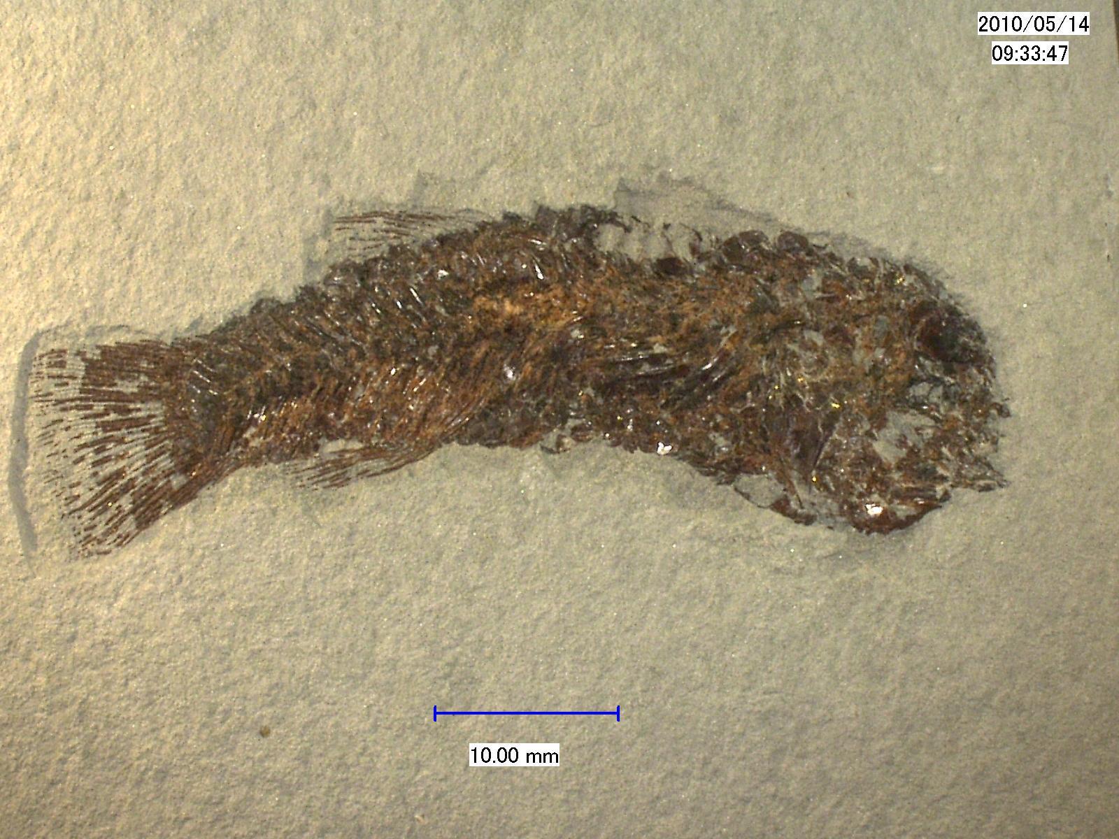 Aphanius crassicaudus Agassiz, 1839 - Fishes - The Fossil Forum