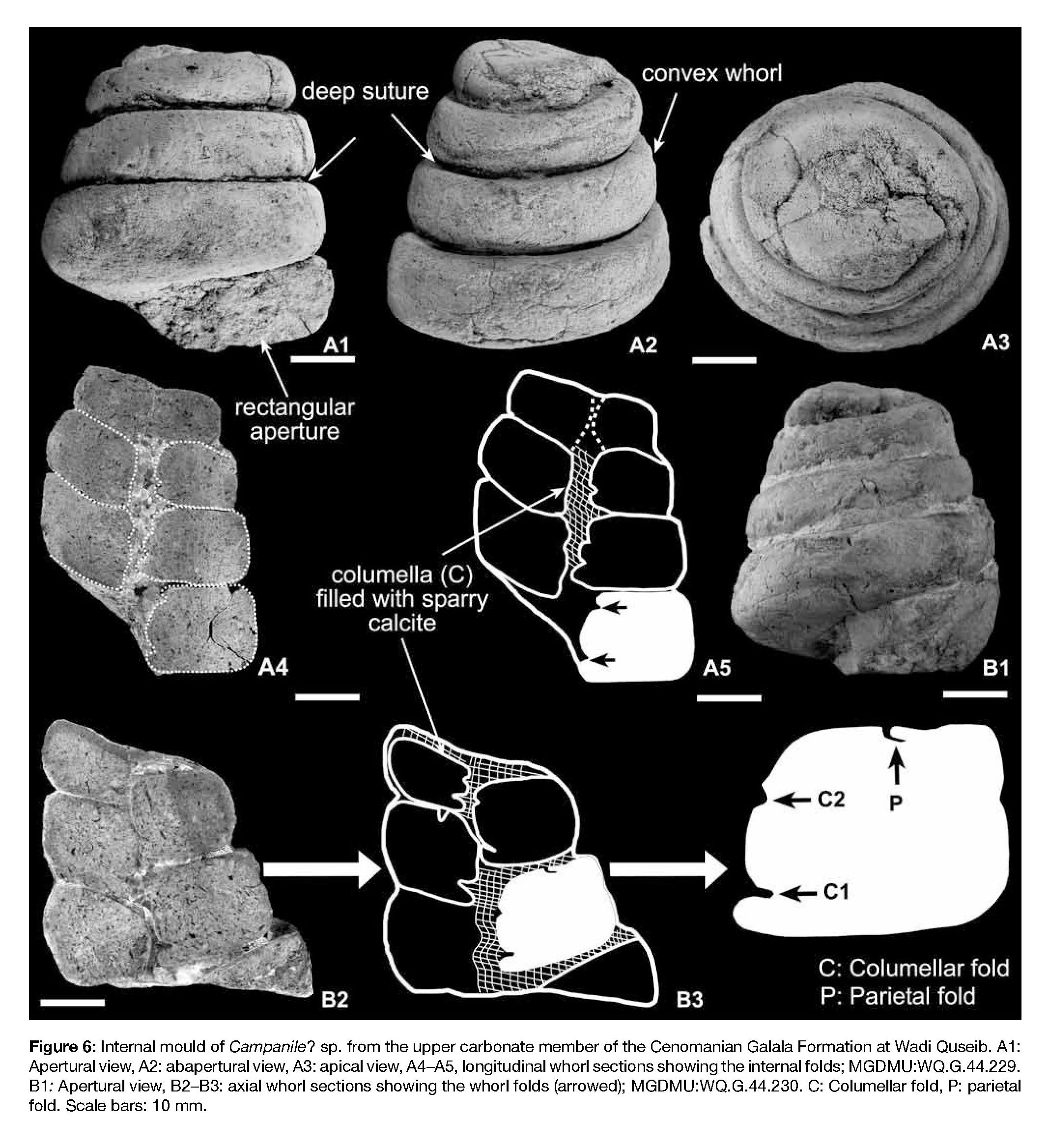 Fossilised snail? ID needed - Fossil ID - The Fossil Forum
