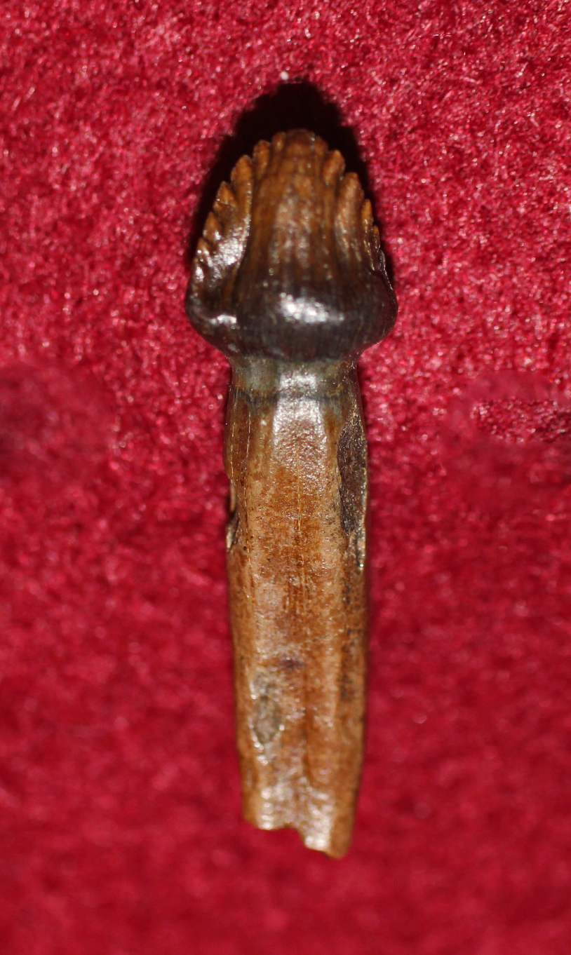 NJ Ankylosaur tooth? - Fossil ID - The Fossil Forum