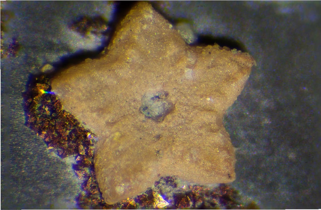 Small star shaped fossil - Fossil ID - The Fossil Forum