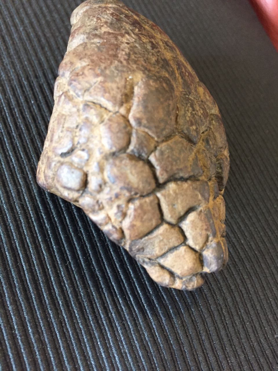 Mysterious Wood-like Fossil? - Fossil ID - The Fossil Forum
