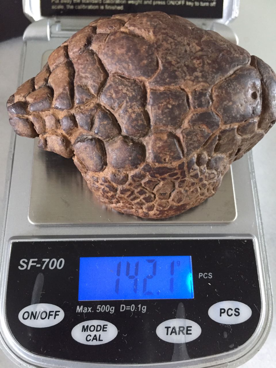 Mysterious Wood-like Fossil? - Fossil ID - The Fossil Forum