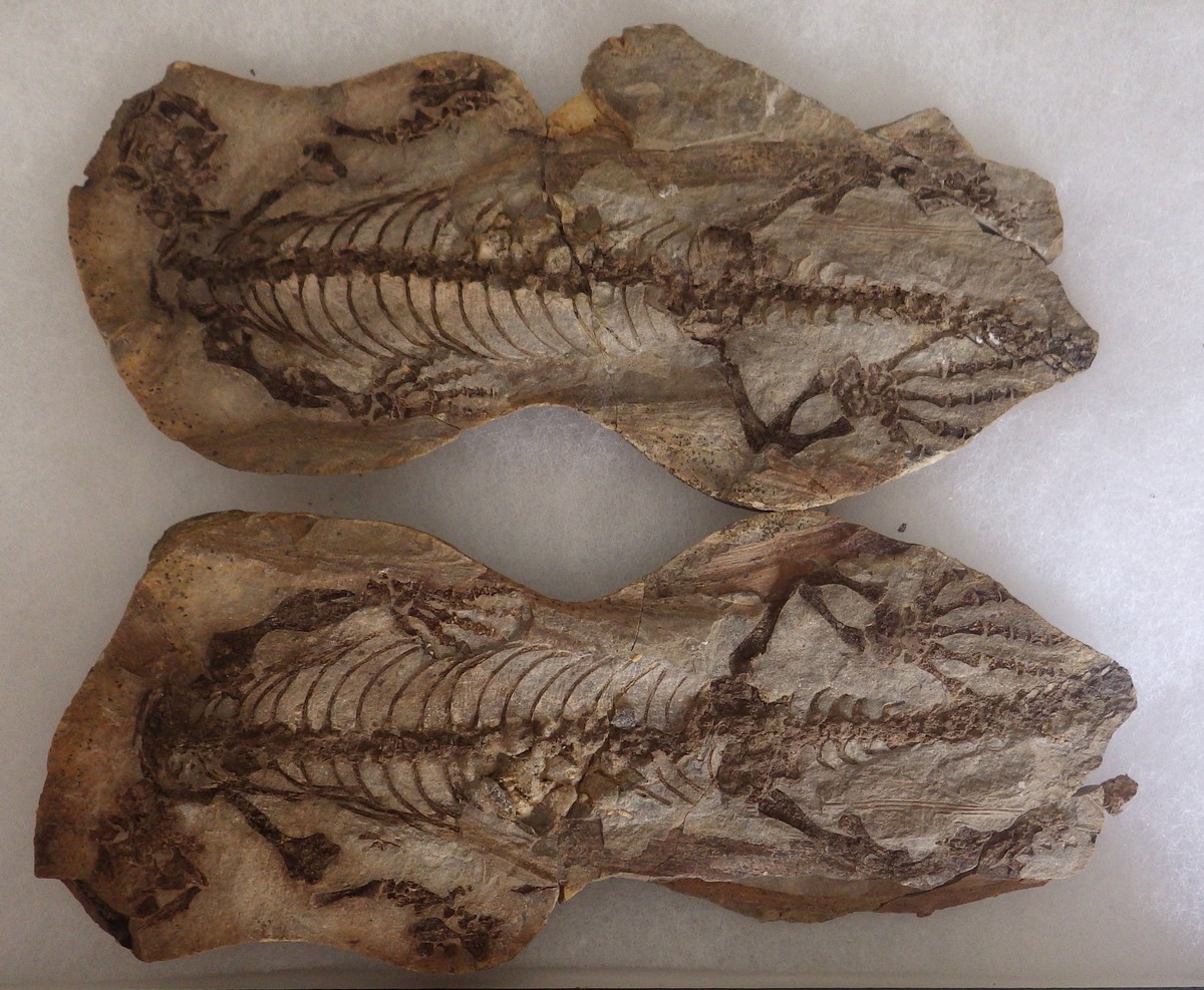 Help identify - Fossil ID - The Fossil Forum