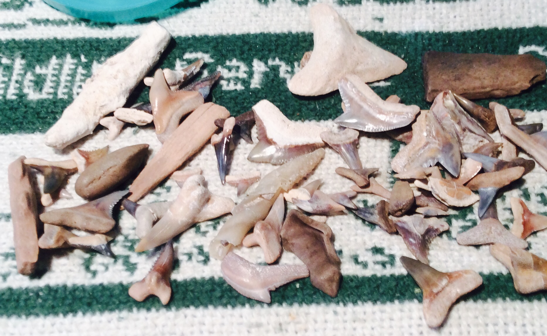 Bone Valley teeth - Fossil Hunting Trips - The Fossil Forum