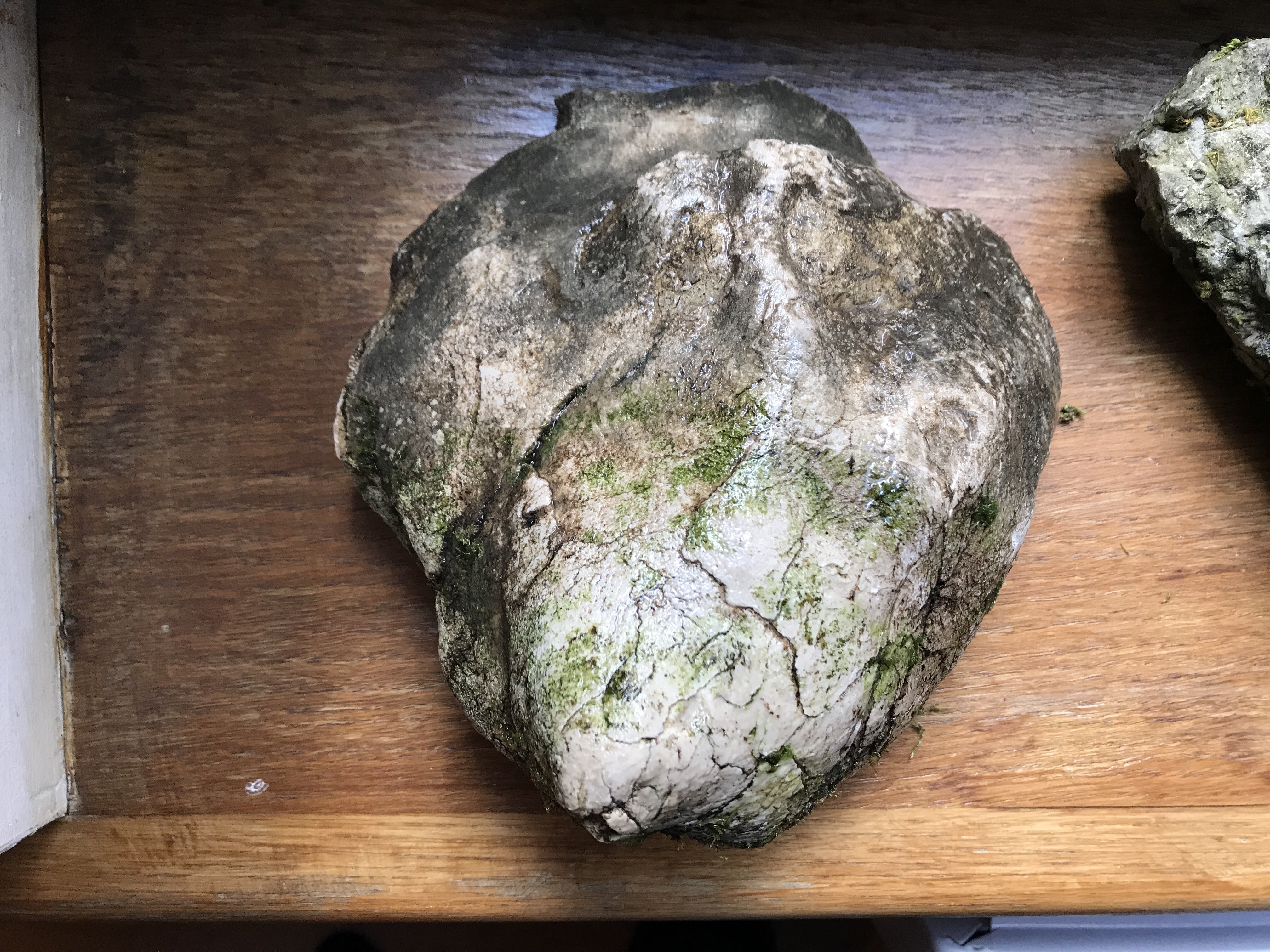 Id wenlock edge - Fossil ID - The Fossil Forum
