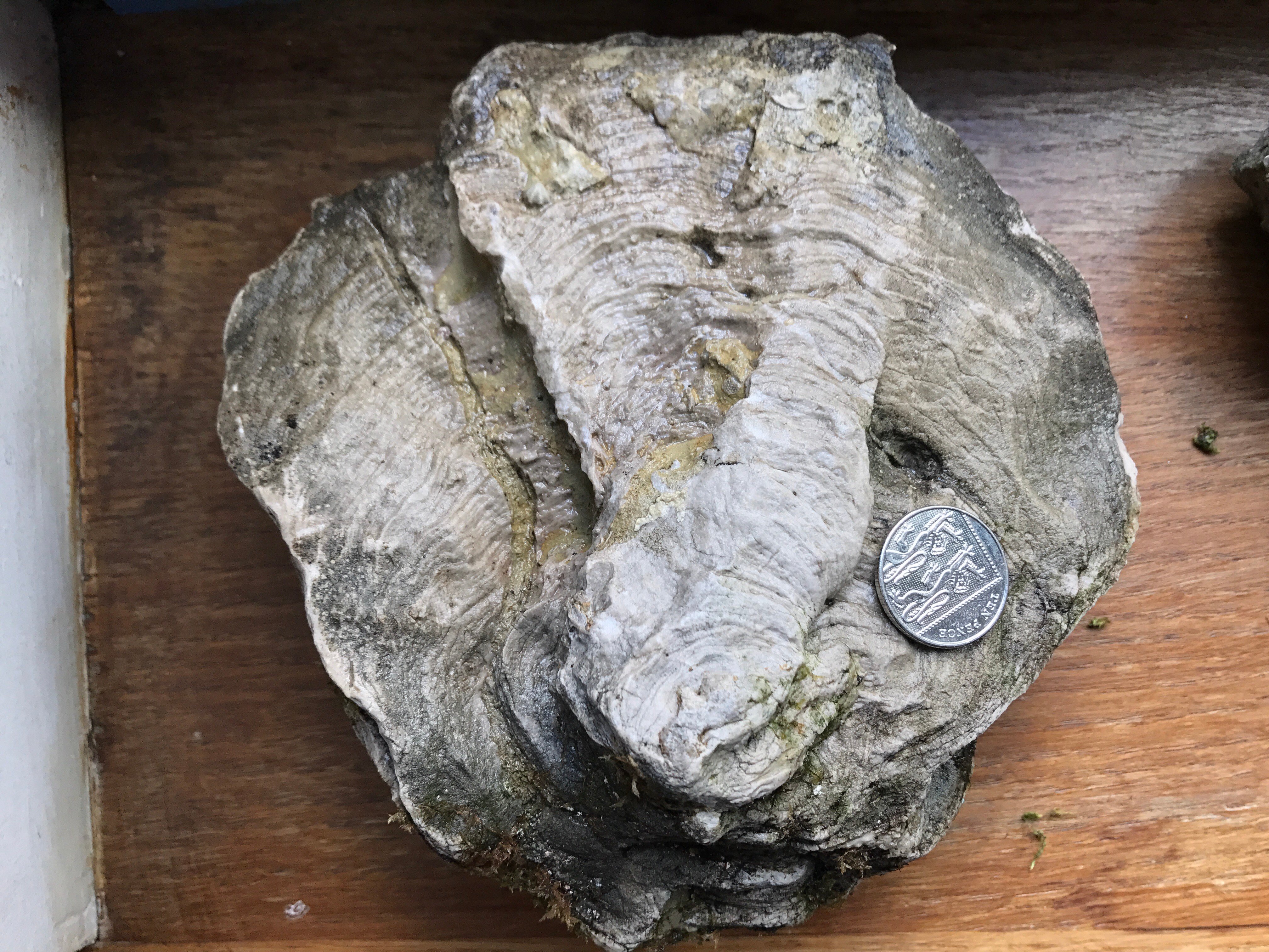 Id wenlock edge - Fossil ID - The Fossil Forum