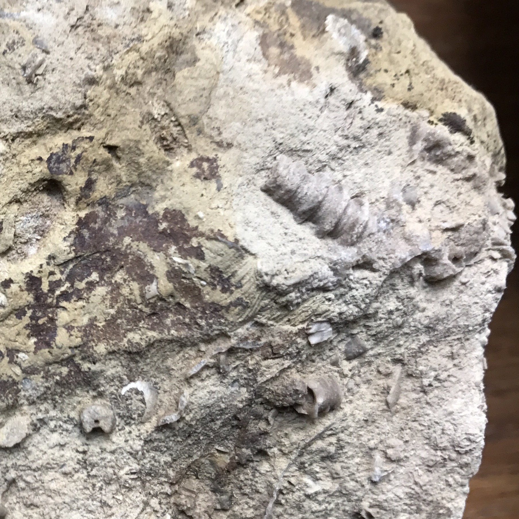 Wenlock edge (Shropshire uk) - Fossil Hunting Trips - The Fossil Forum