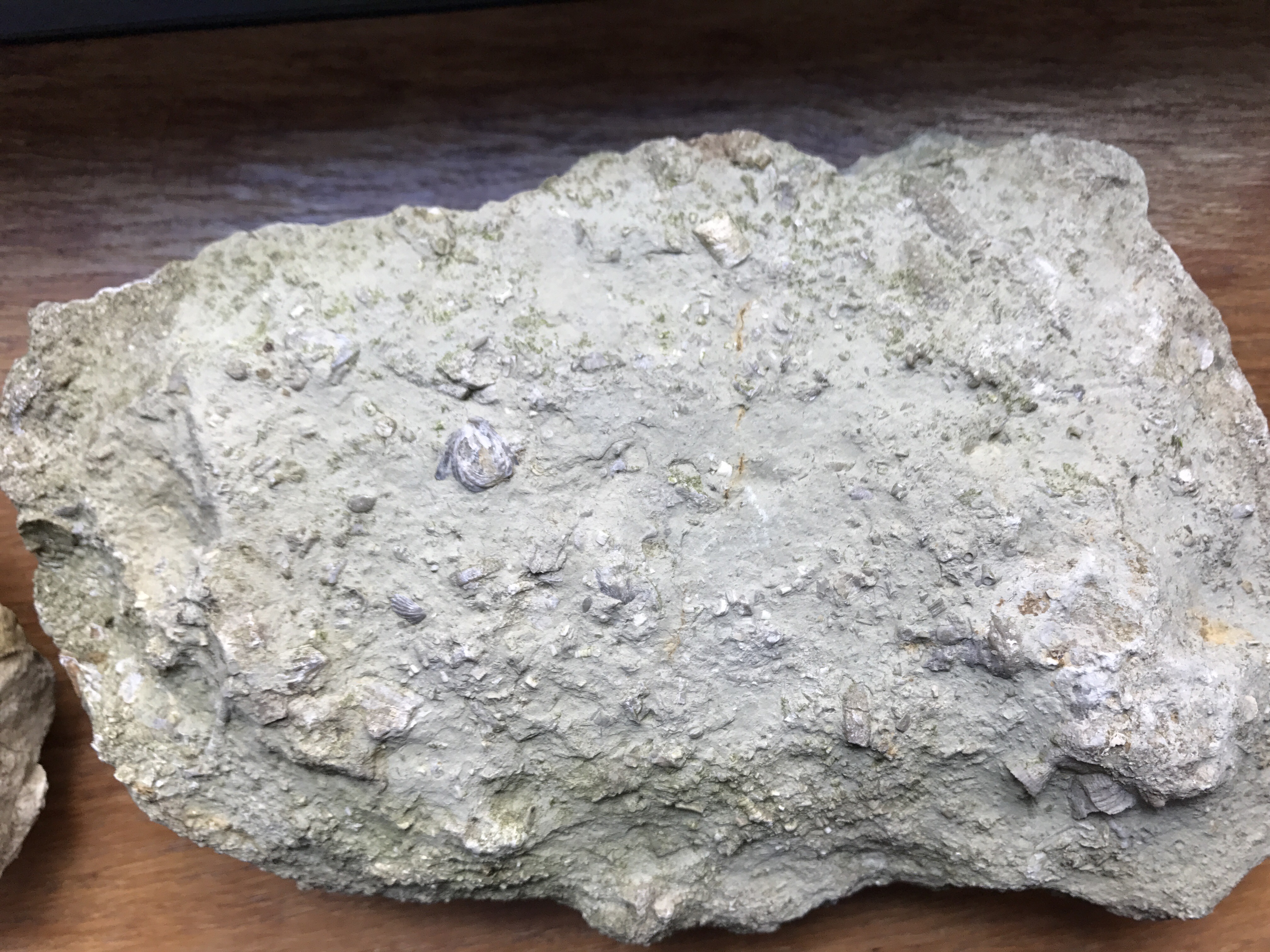 Wenlock edge (Shropshire uk) - Fossil Hunting Trips - The Fossil Forum
