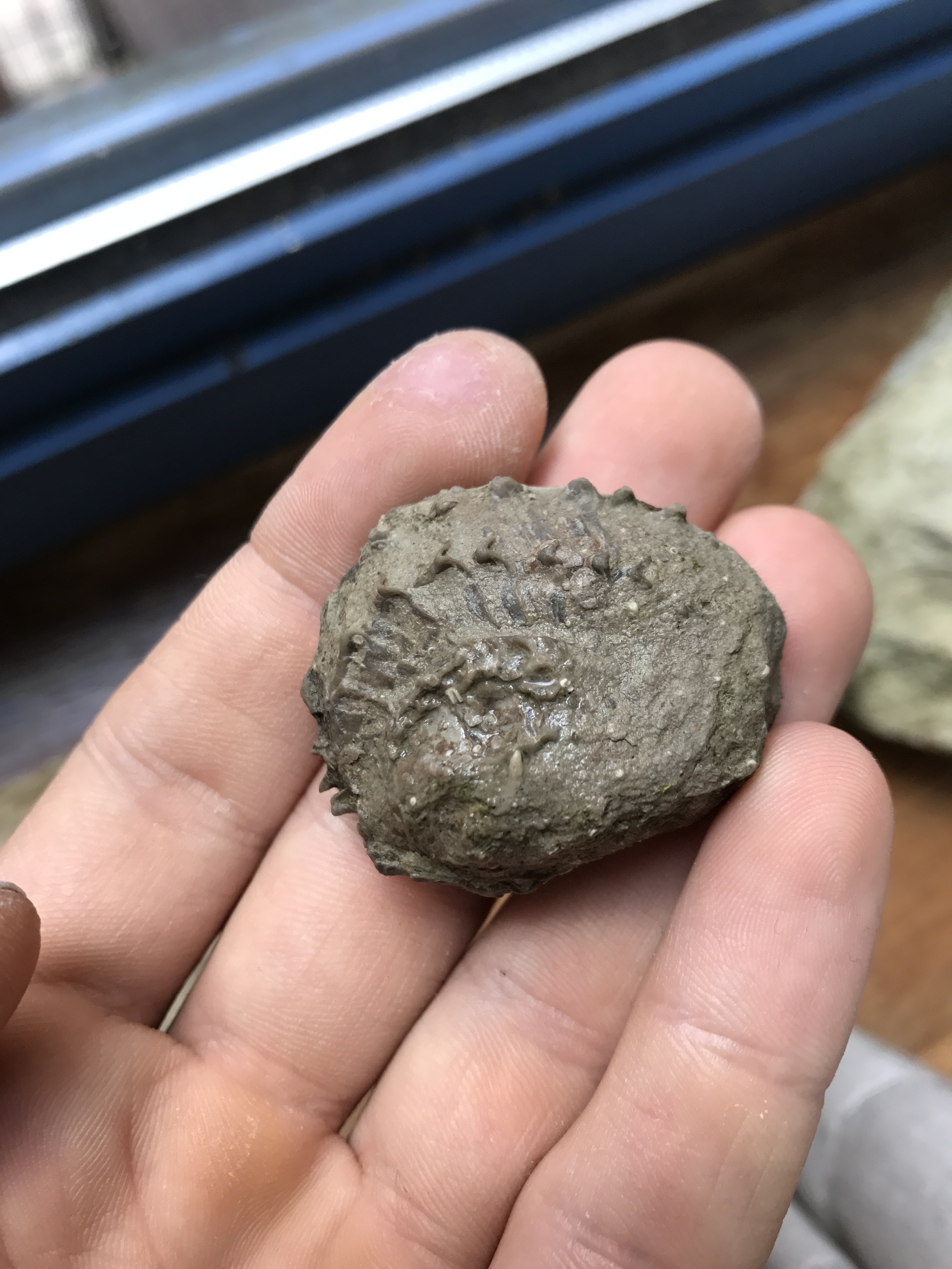 Wenlock edge (Shropshire uk) - Fossil Hunting Trips - The Fossil Forum