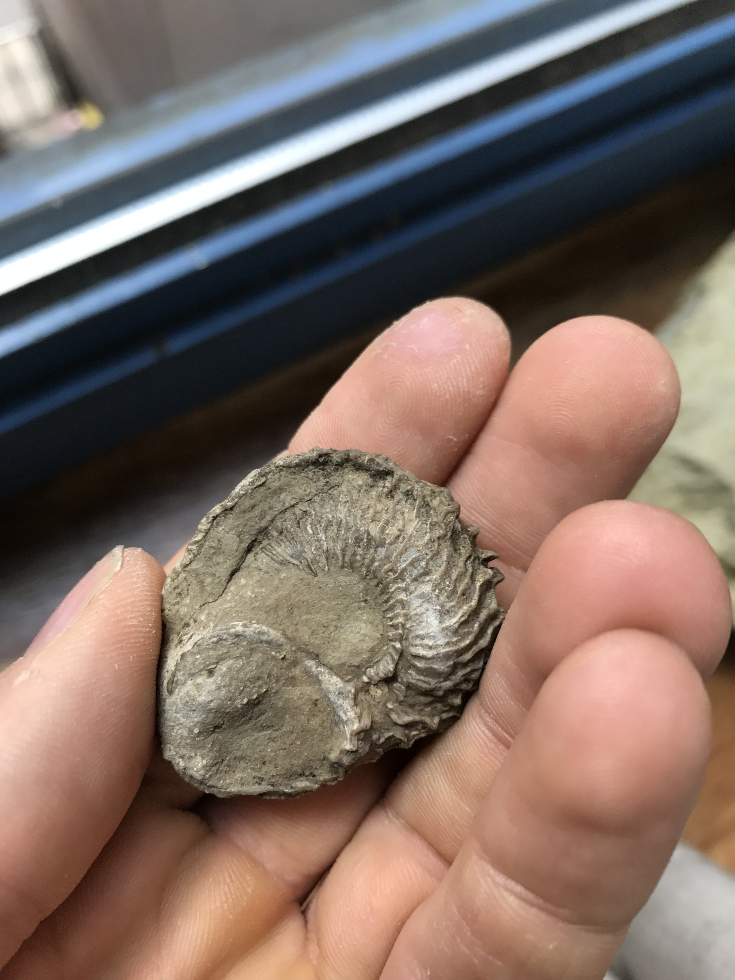 Wenlock edge (Shropshire uk) - Fossil Hunting Trips - The Fossil Forum