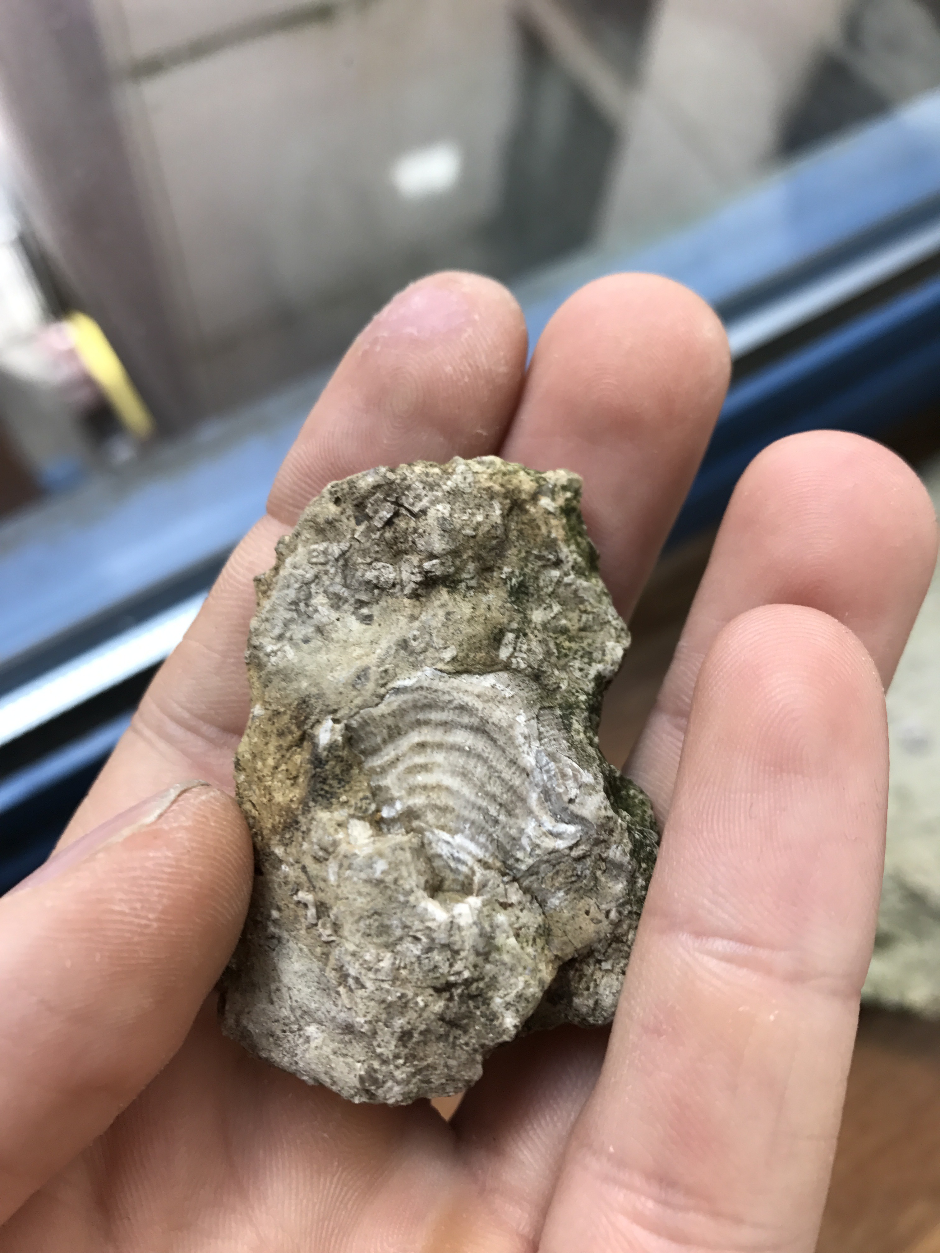 Wenlock edge (Shropshire uk) - Fossil Hunting Trips - The Fossil Forum