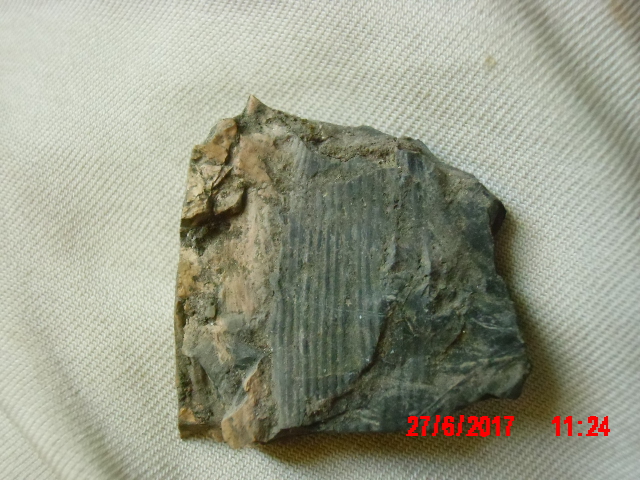 Calamites? - Fossil ID - The Fossil Forum