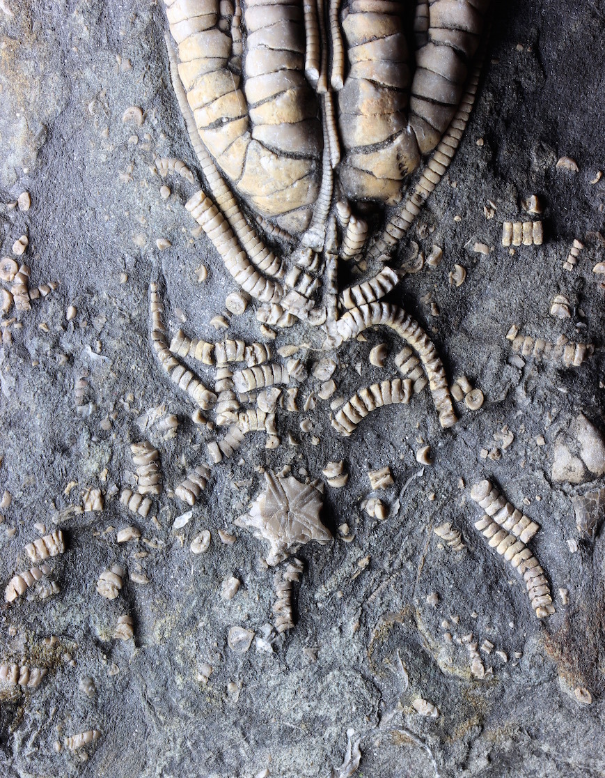 Eocomatula interbrachiatus - Crinoids & Blastoids - The Fossil Forum