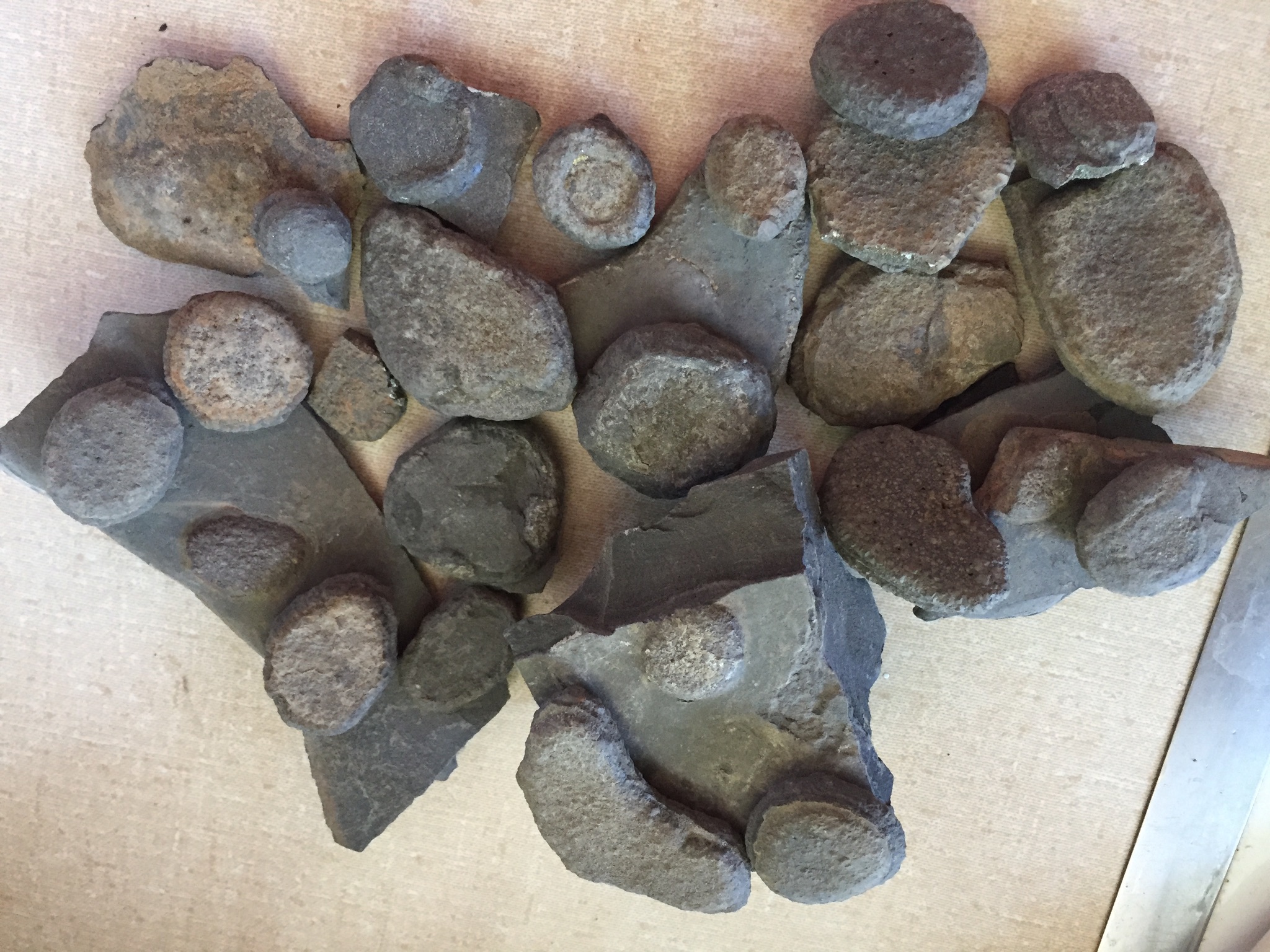 Would these be considered fossils? - Fossil ID - The Fossil Forum