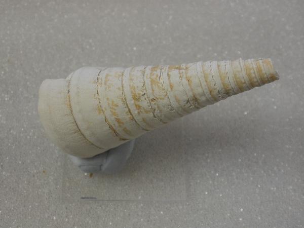 Pleistocene Mollusk Shells from West Palm Beach, Florida - Fossil ID ...