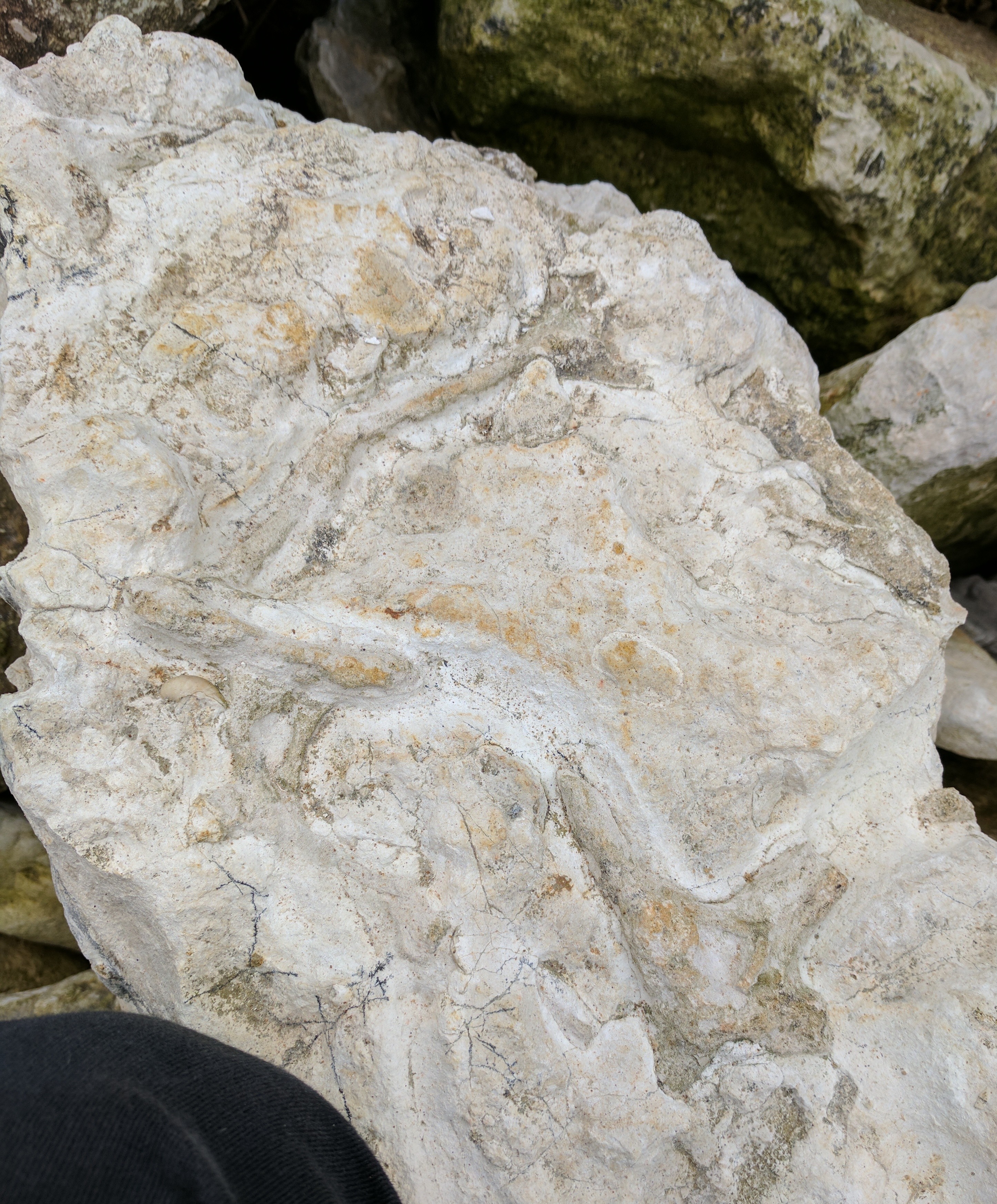 Few finds from Hunstanton beach - Fossil ID - The Fossil Forum