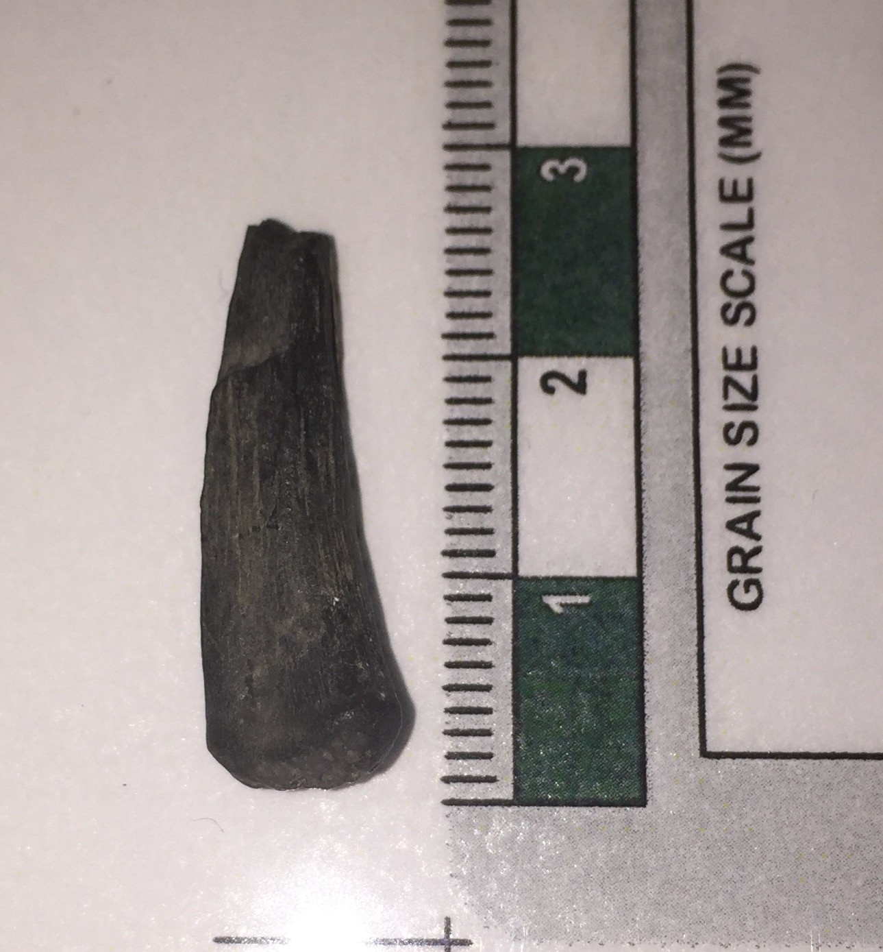 Bone Valley FL - Fossil ID - The Fossil Forum