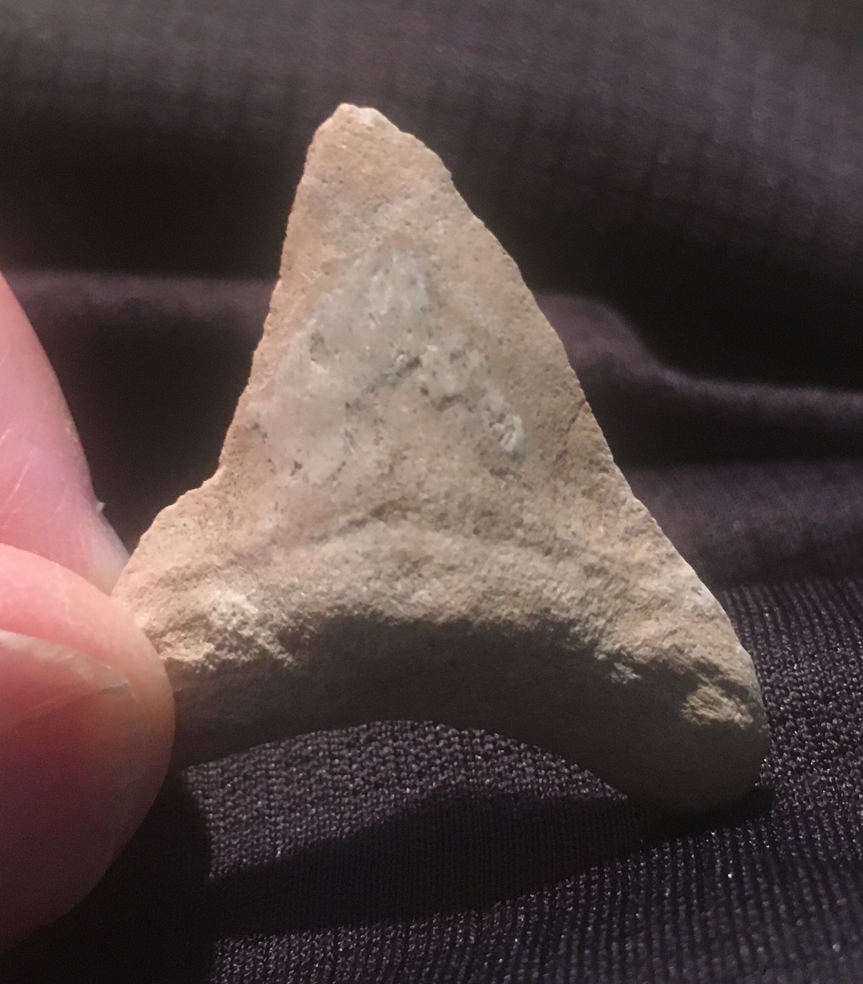 Bone Valley teeth - Fossil Hunting Trips - The Fossil Forum
