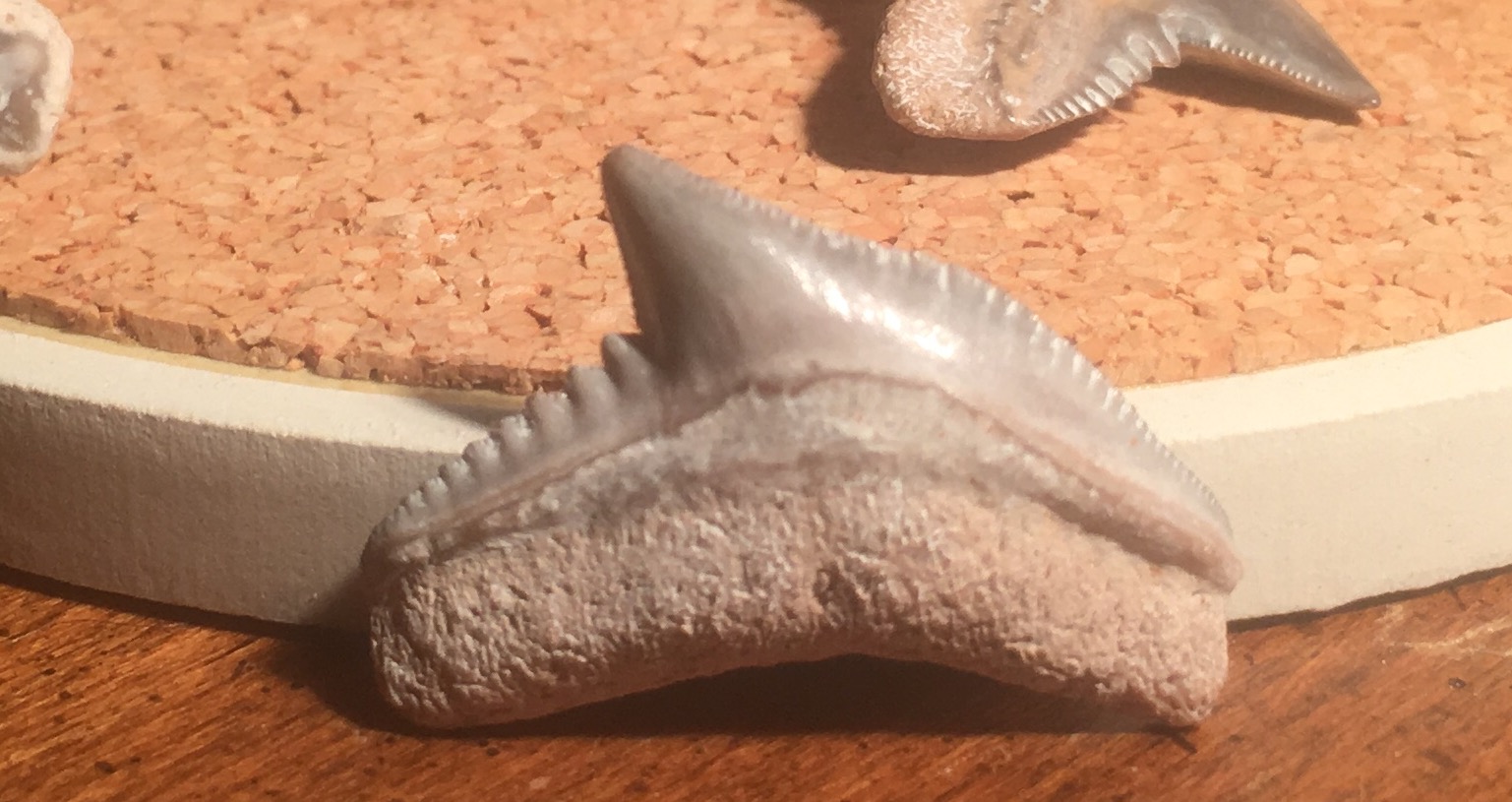 Bone Valley teeth - Fossil Hunting Trips - The Fossil Forum