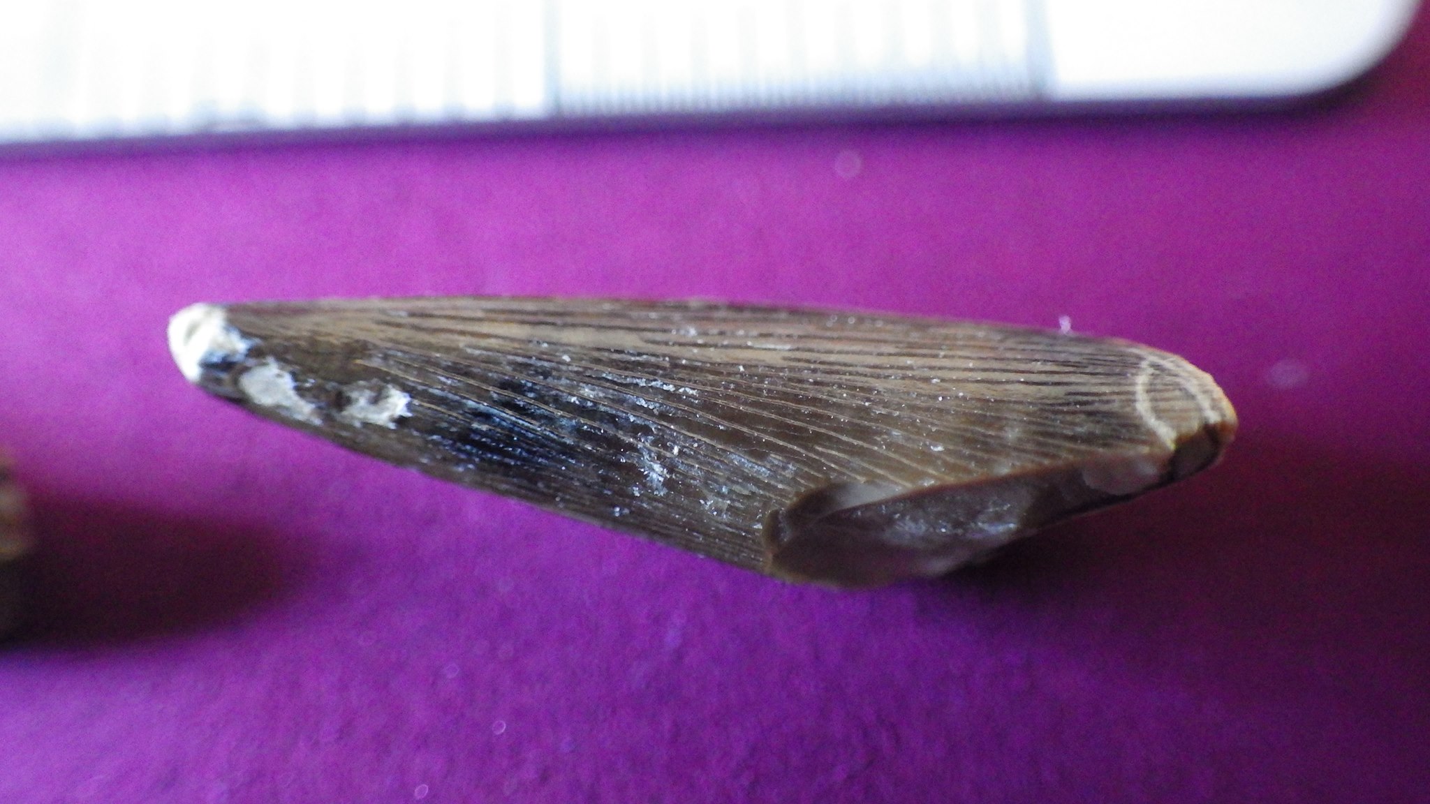 Pliosaurus tooth? - Fossil ID - The Fossil Forum
