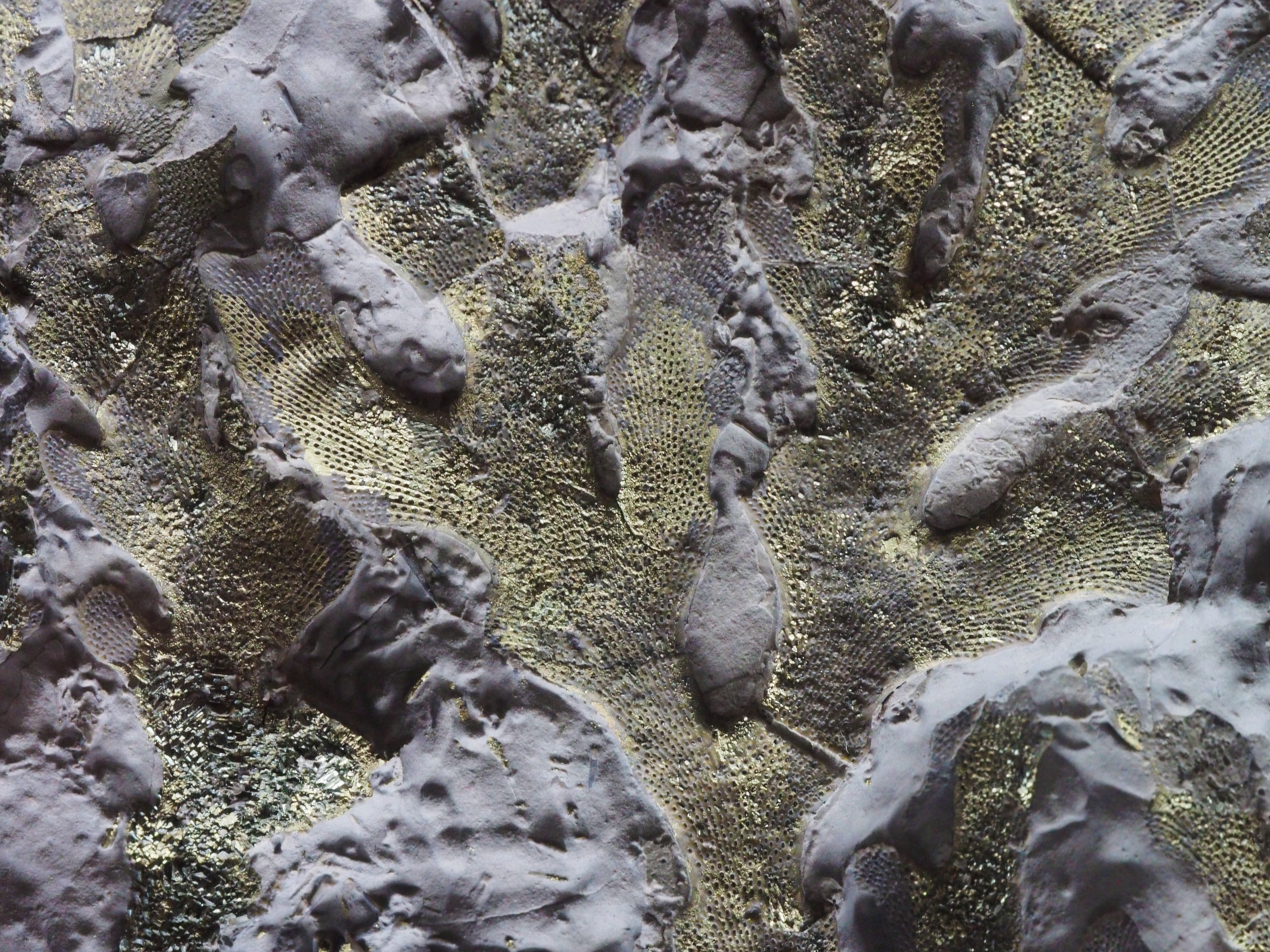 Middle Devonian Bryozoan? - Fossil ID - The Fossil Forum