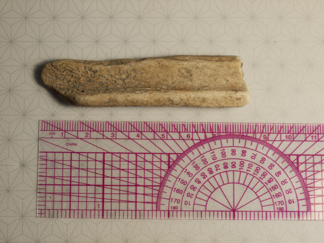 Bone Shard, Humerus? Cretaceous? - Fossil ID - The Fossil Forum