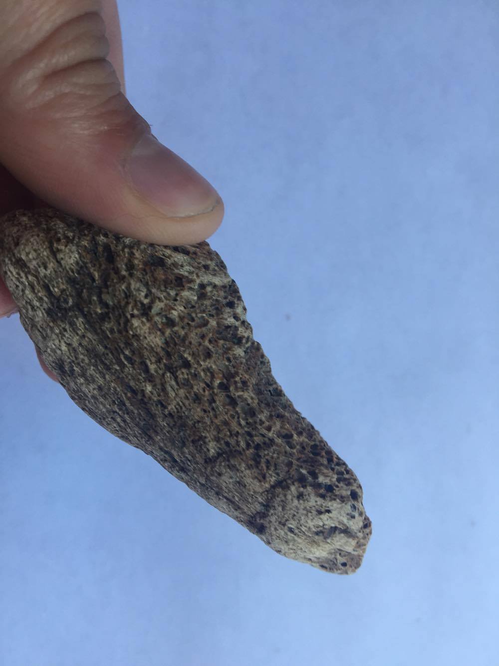 Fossilized Bone? - Fossil ID - The Fossil Forum