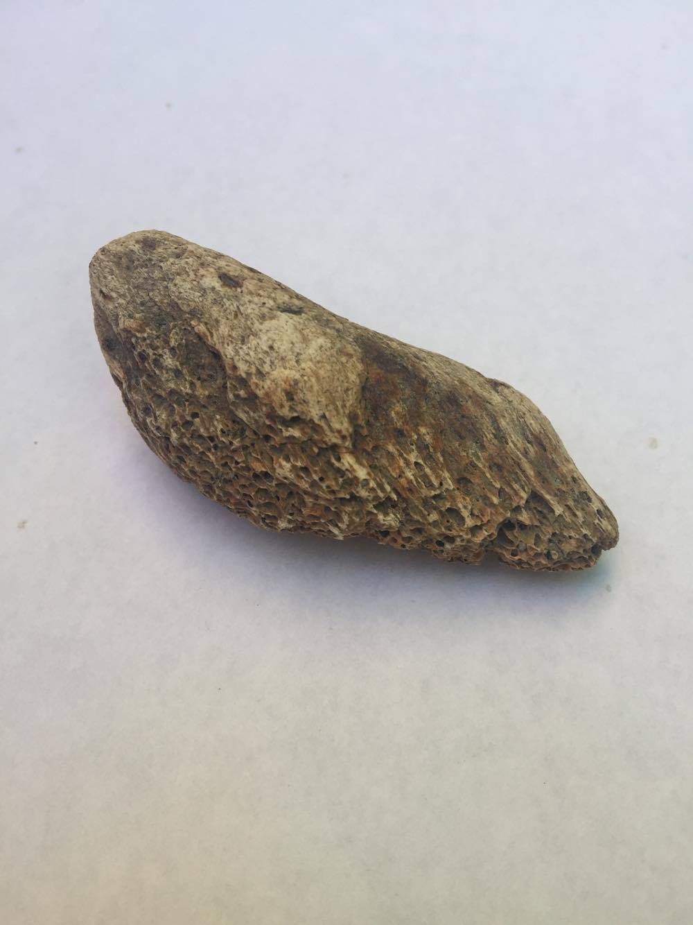 Fossilized Bone? - Fossil ID - The Fossil Forum