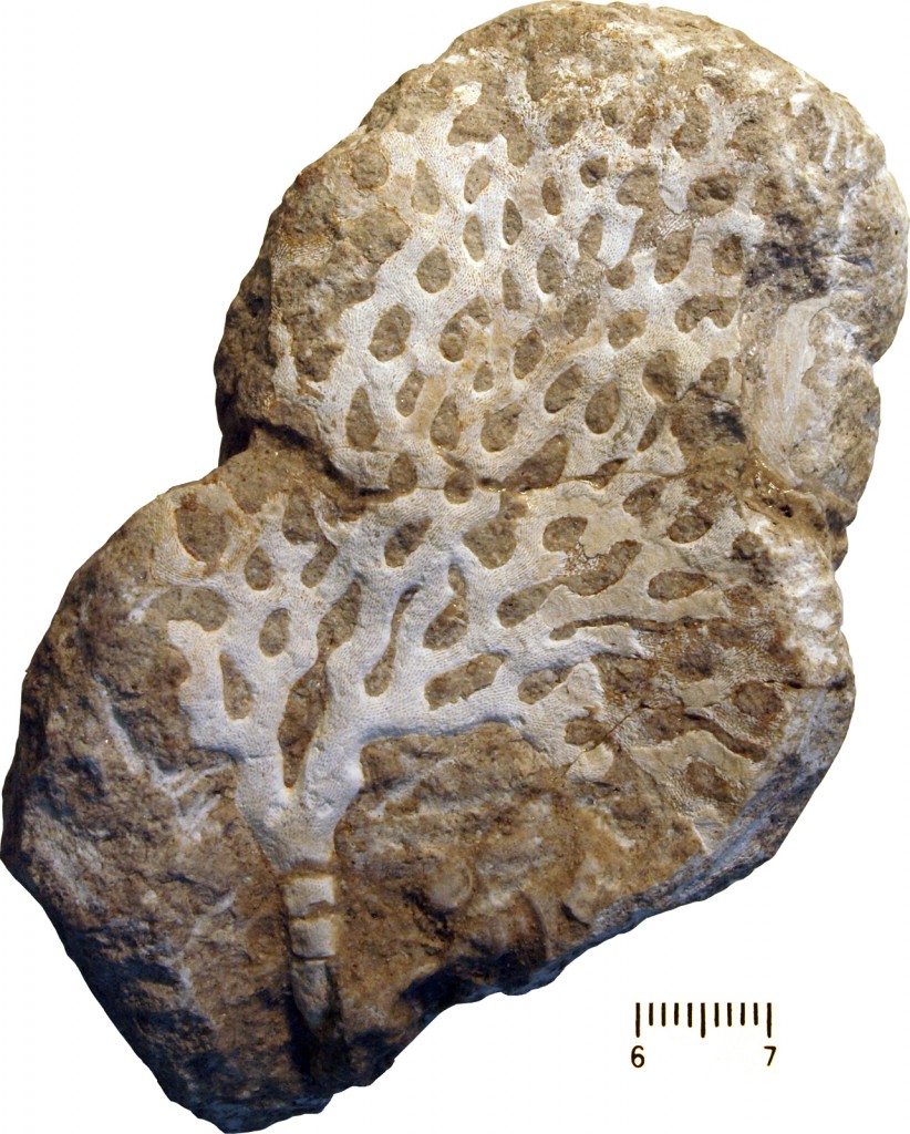 Middle Devonian Bryozoan? - Fossil ID - The Fossil Forum