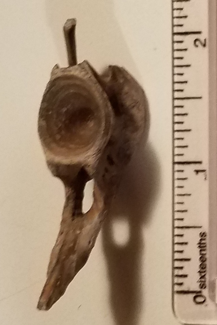 fish bone - Fossil ID - The Fossil Forum