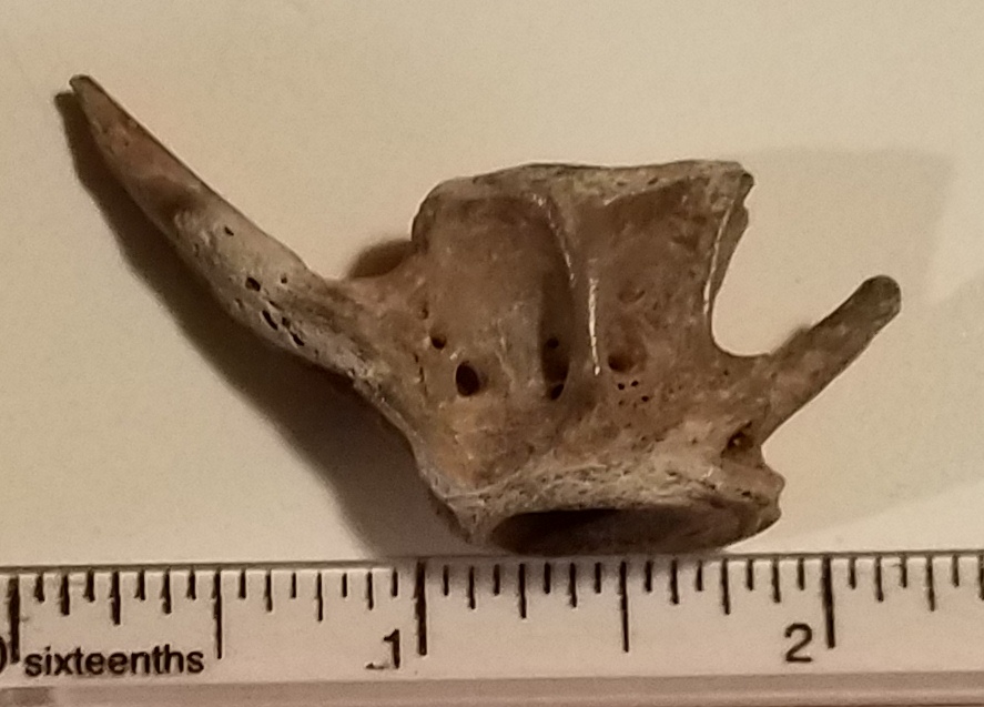 fish bone - Fossil ID - The Fossil Forum