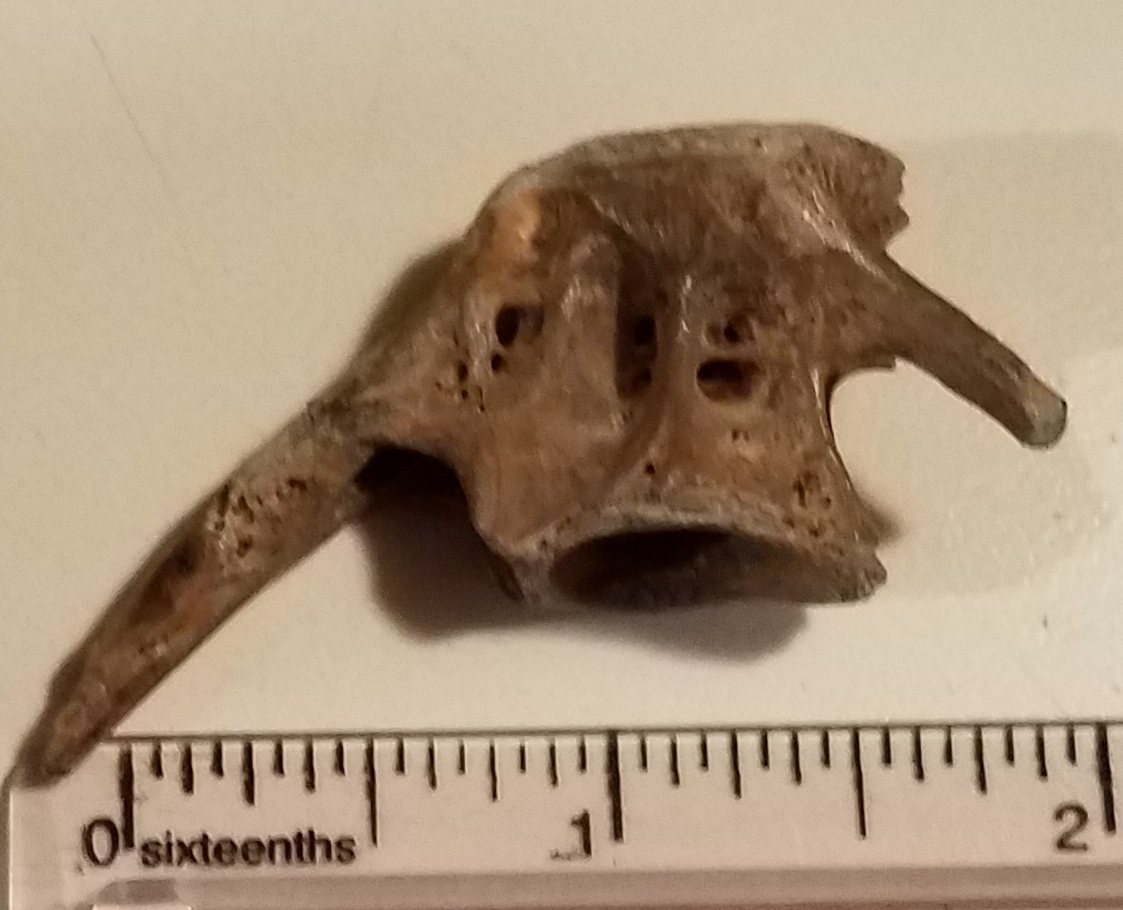 fish bone - Fossil ID - The Fossil Forum